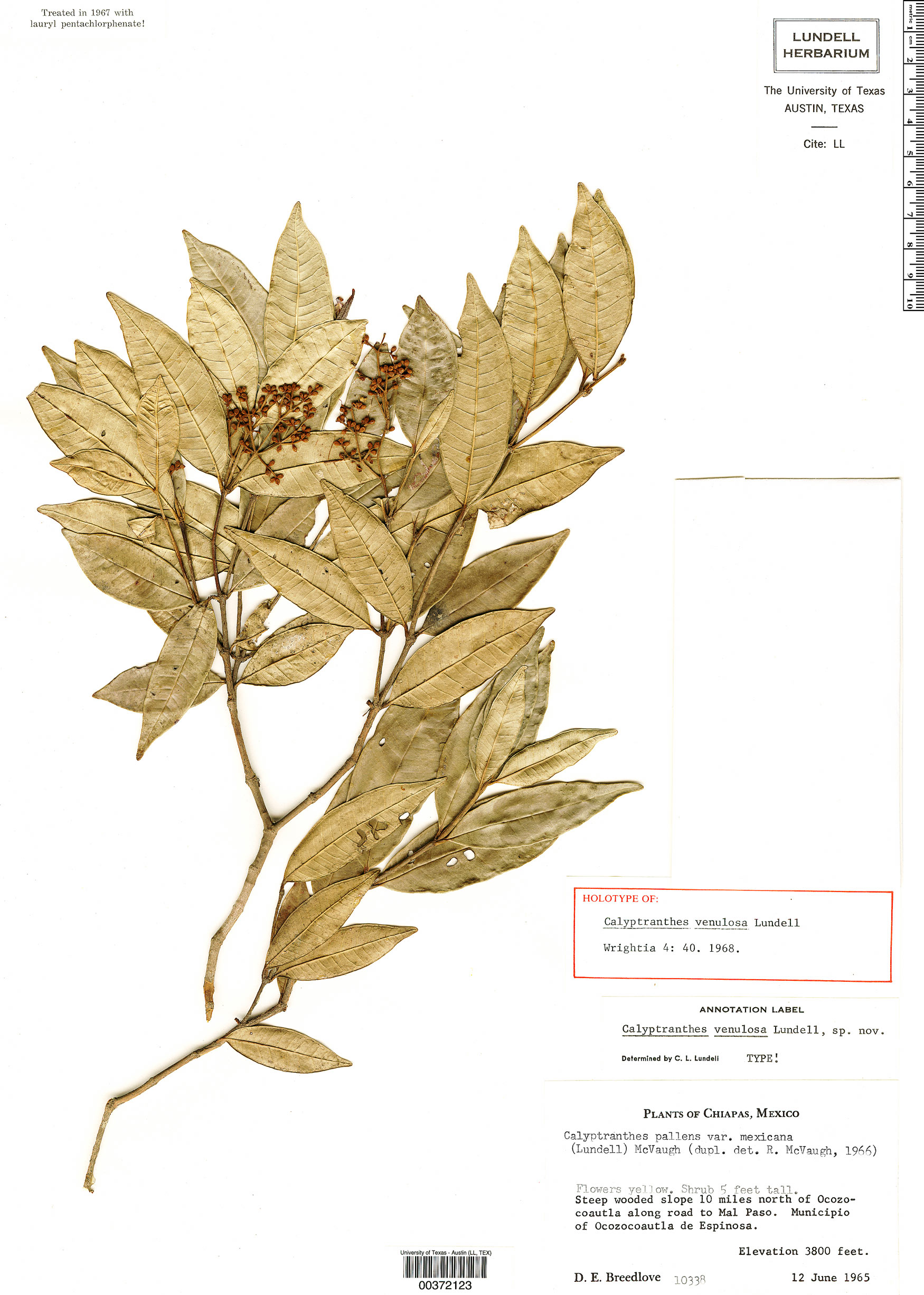 Calyptranthes venulosa | Rapid Reference | The Field Museum