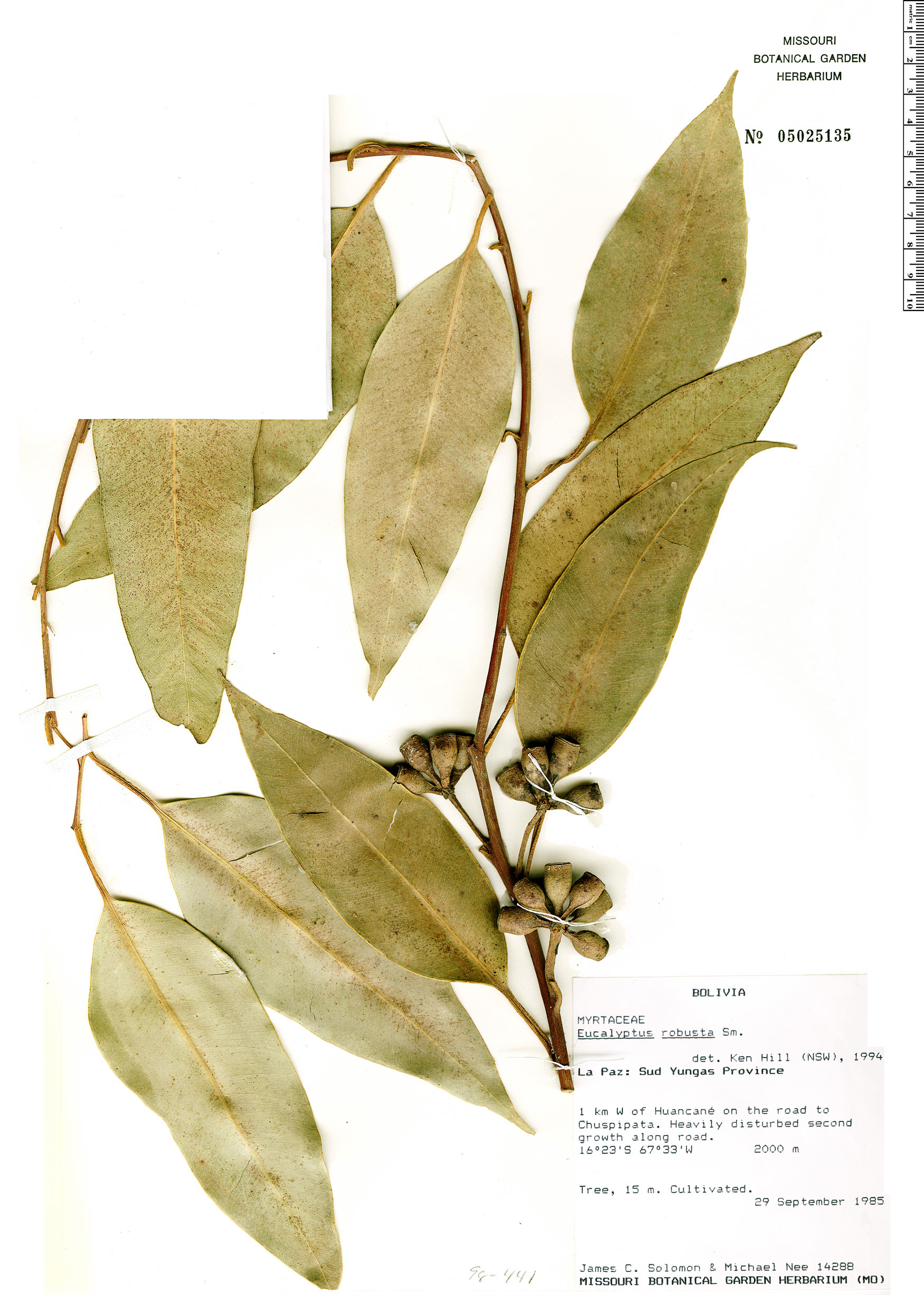 Eucalyptus robusta | Rapid Reference | The Field Museum