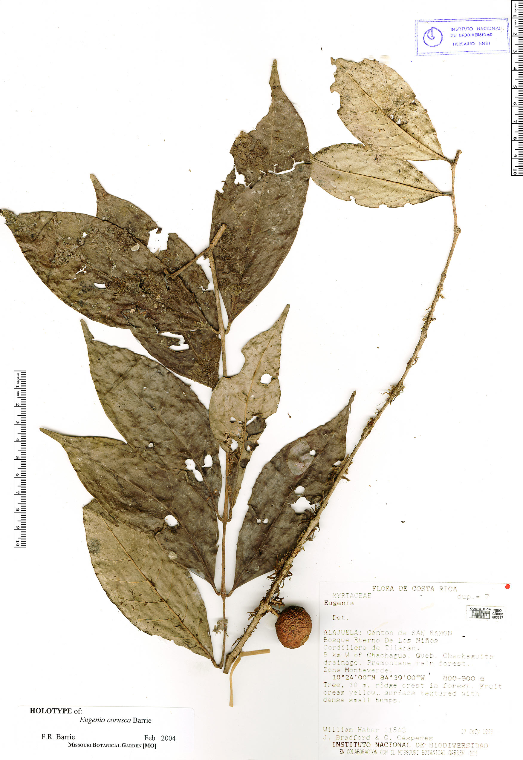 Eugenia corusca | Rapid Reference | The Field Museum
