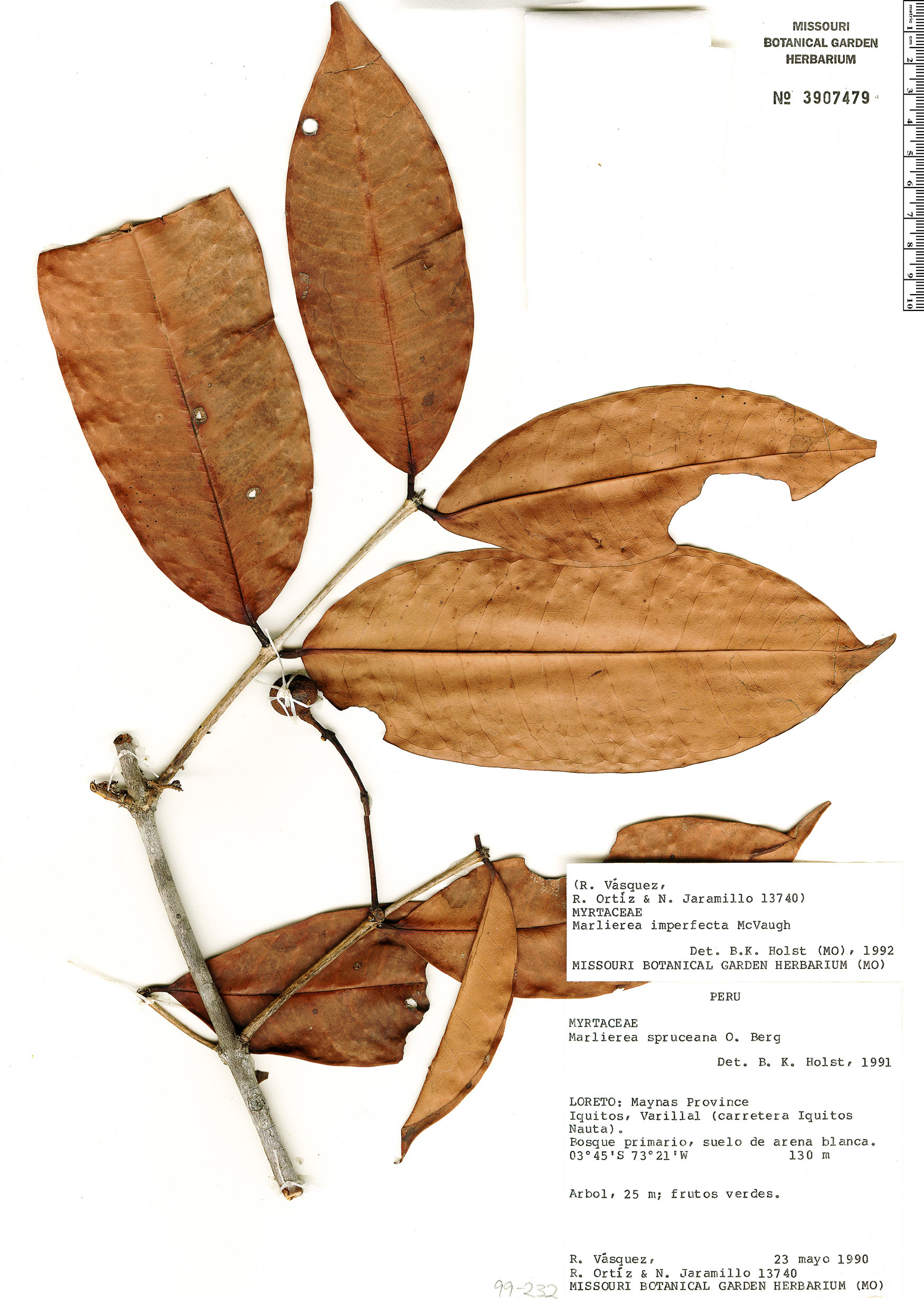 Marlierea imperfecta | Rapid Reference | The Field Museum