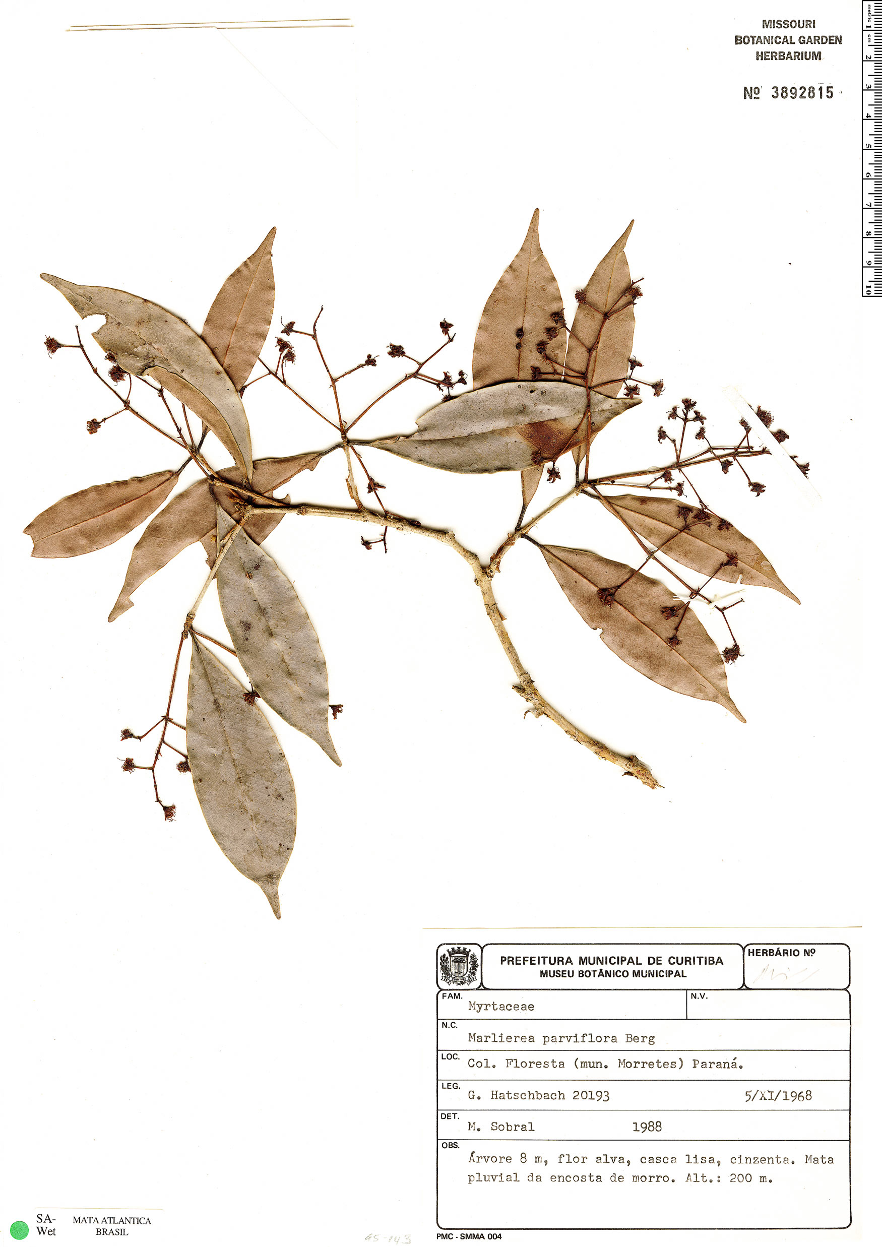 Marlierea parviflora | Rapid Reference | The Field Museum