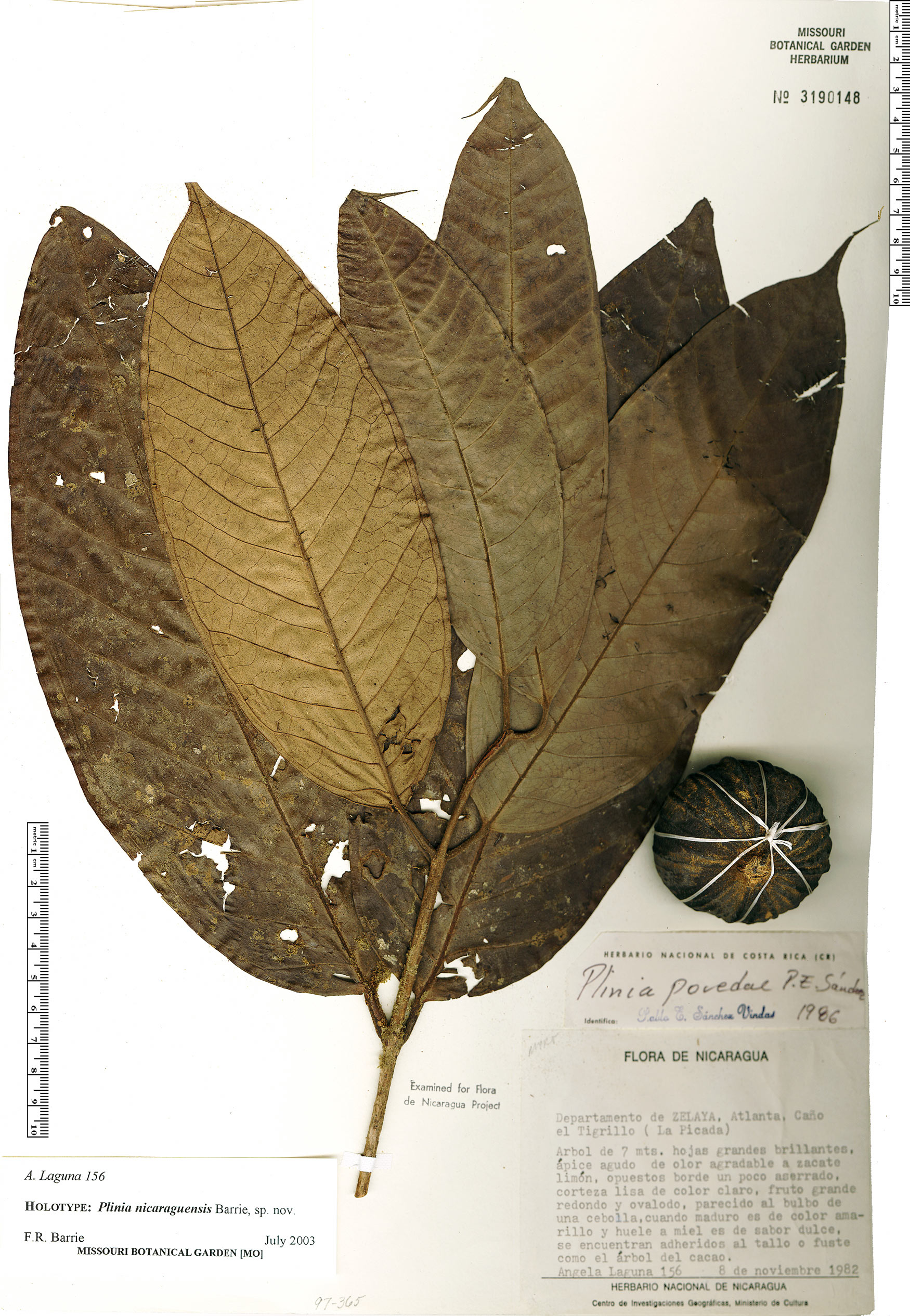 Plinia nicaraguensis | Rapid Reference | The Field Museum