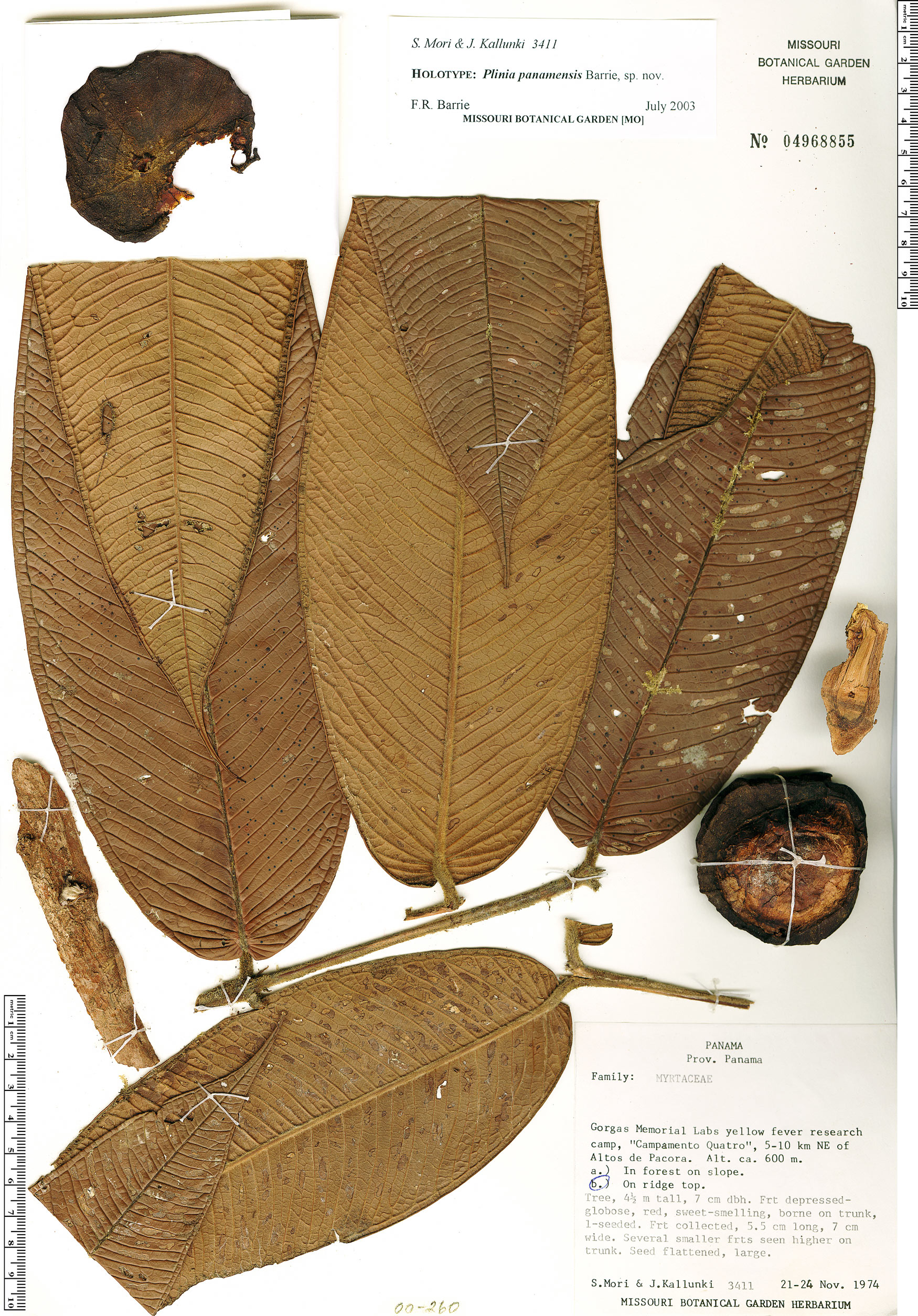 Plinia panamensis | Rapid Reference | The Field Museum