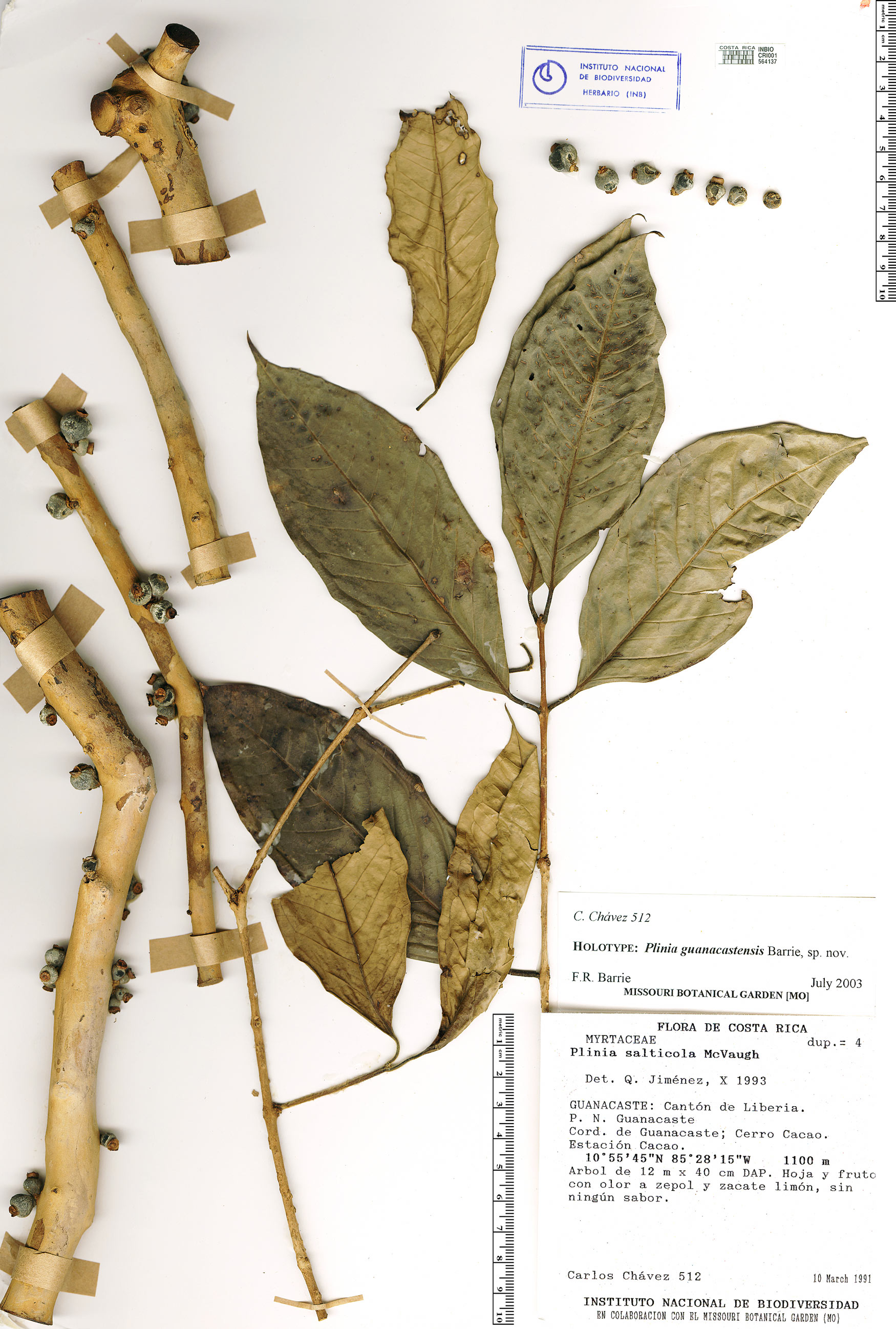 Plinia guanacastensis | Rapid Reference | The Field Museum