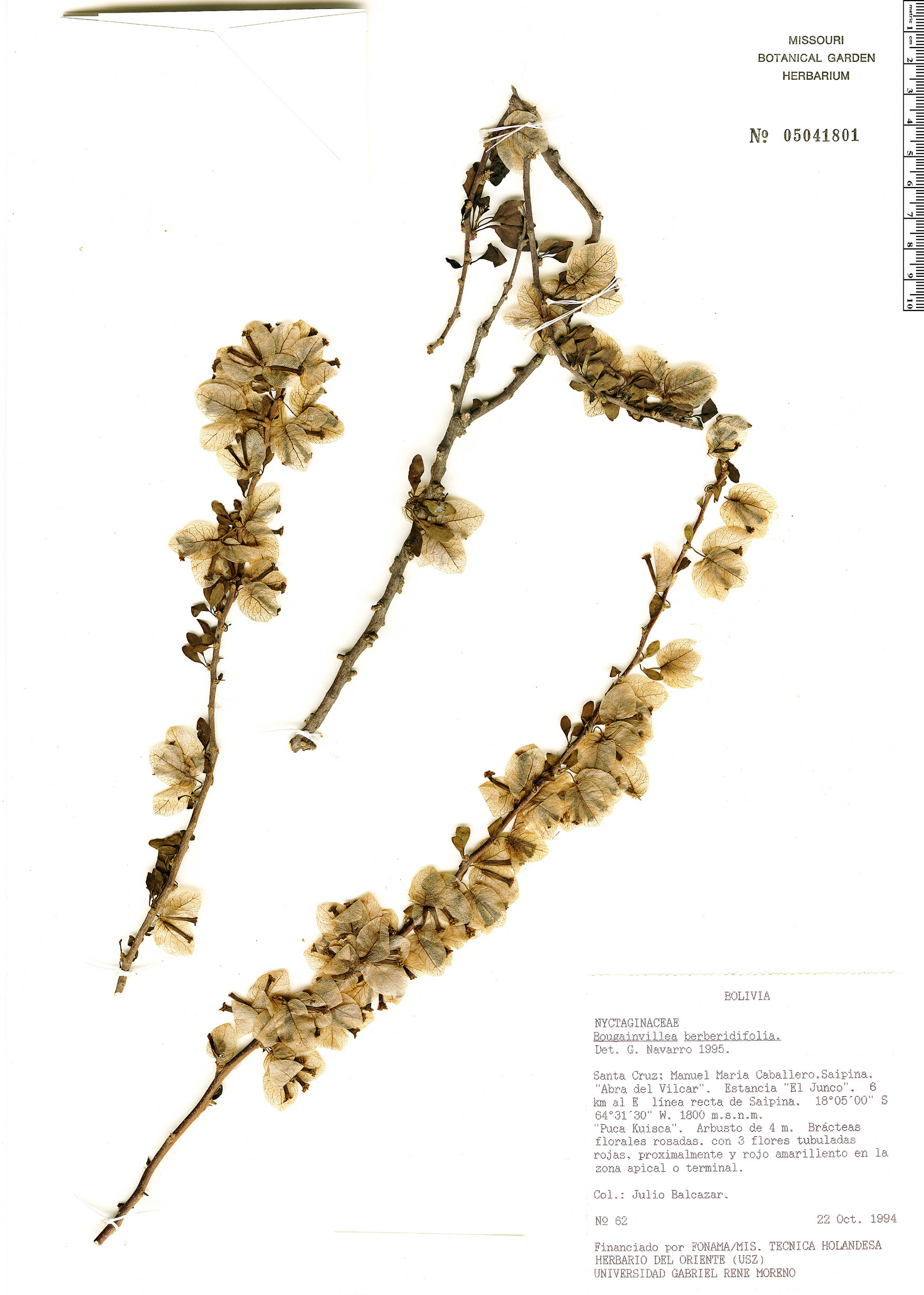 Bougainvillea berberidifolia | Rapid Reference | The Field Museum