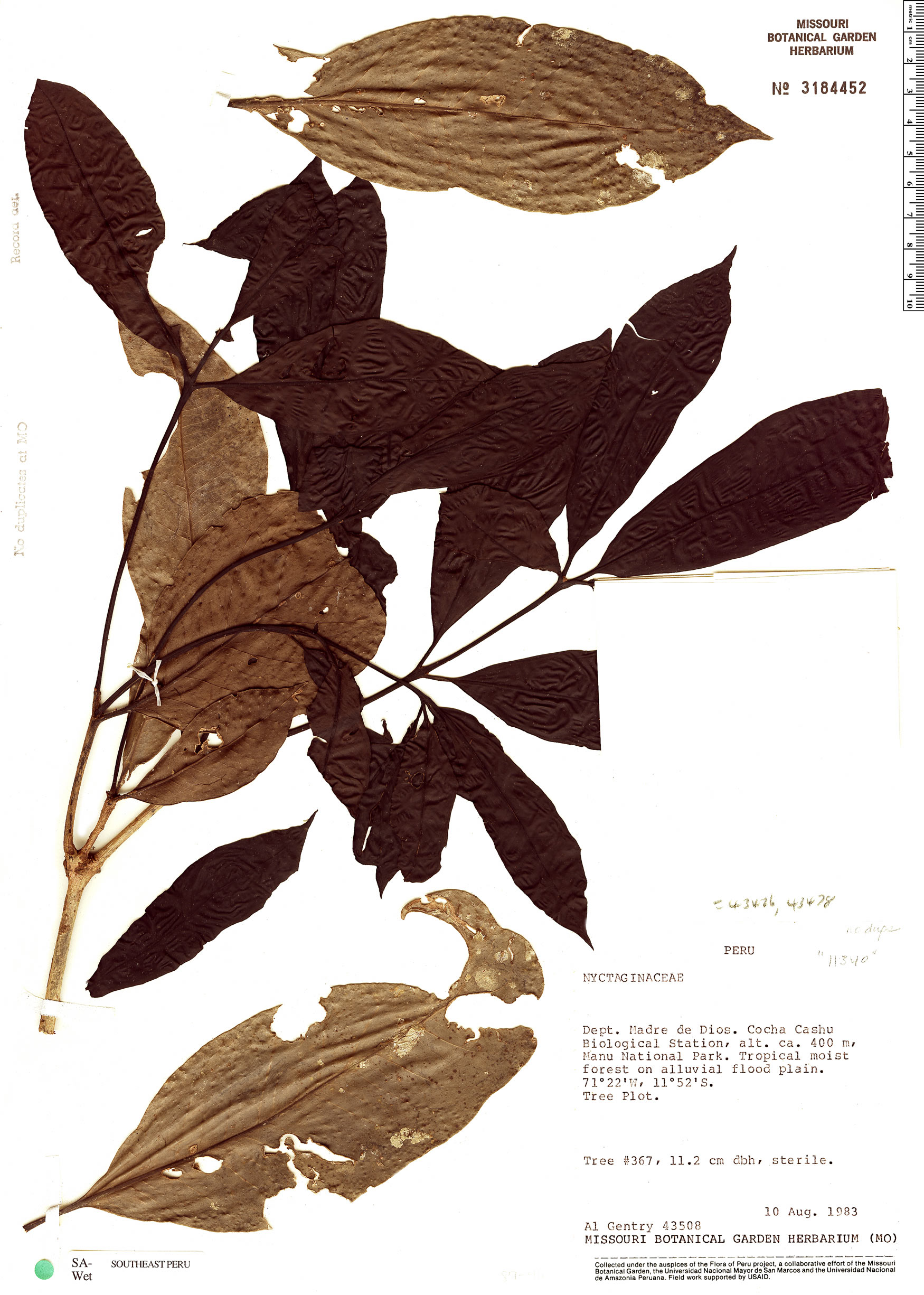 Guapira | Rapid Reference | The Field Museum