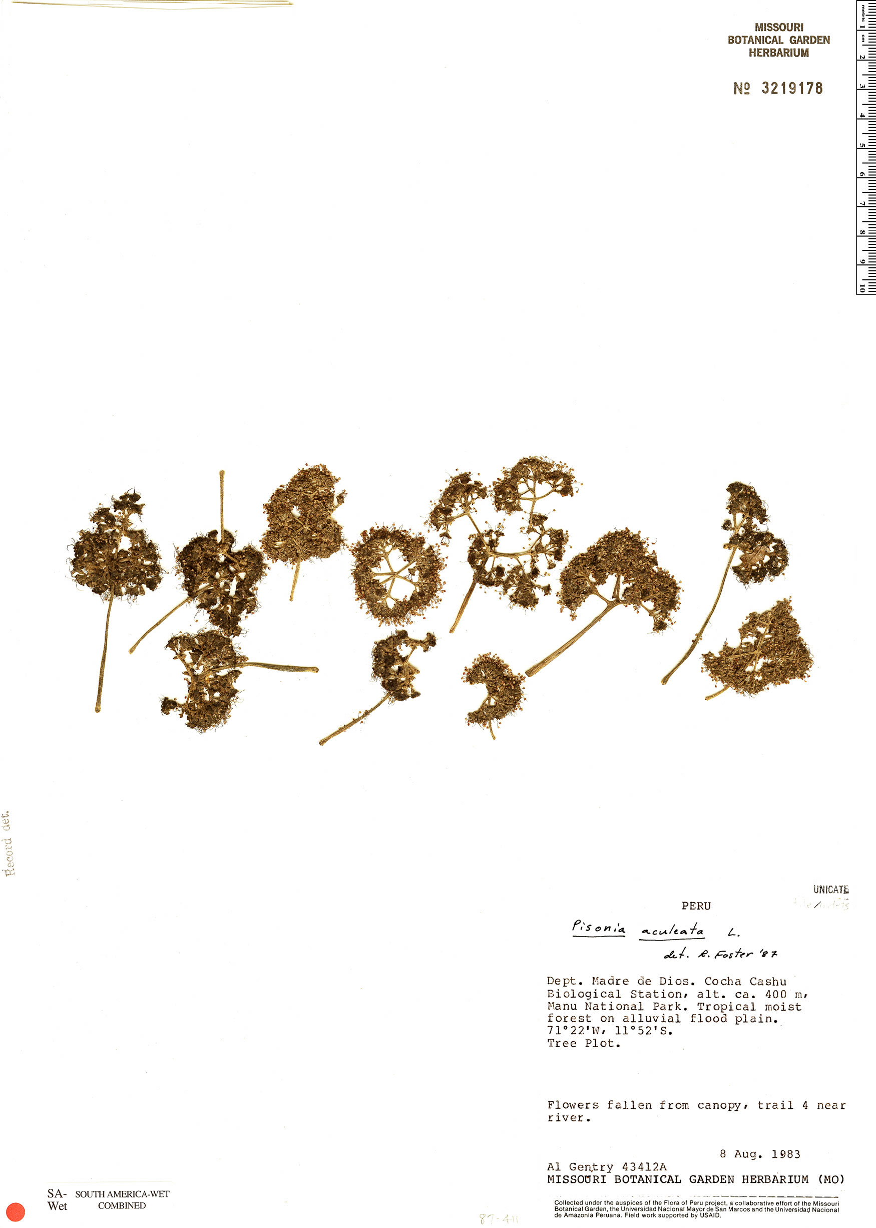 Pisonia aculeata | Rapid Reference | The Field Museum