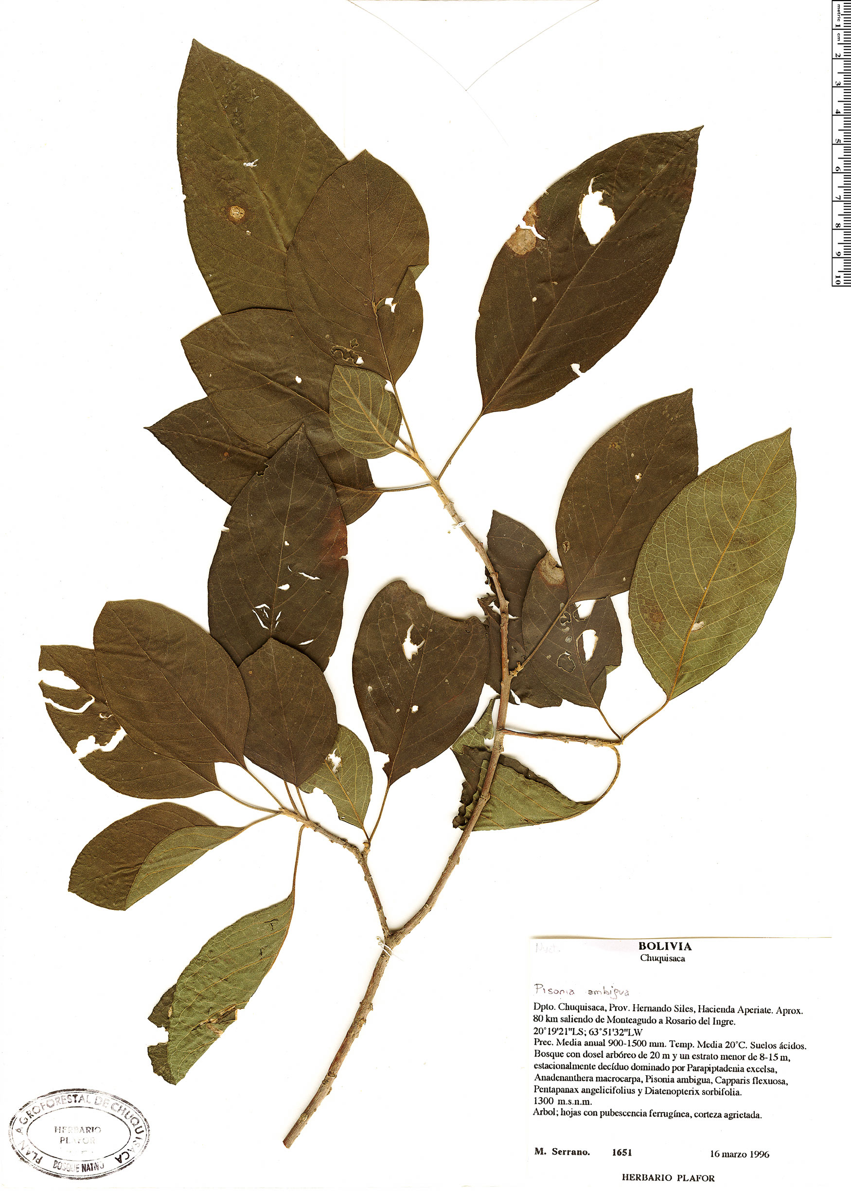 Pisonia ambigua | Rapid Reference | The Field Museum