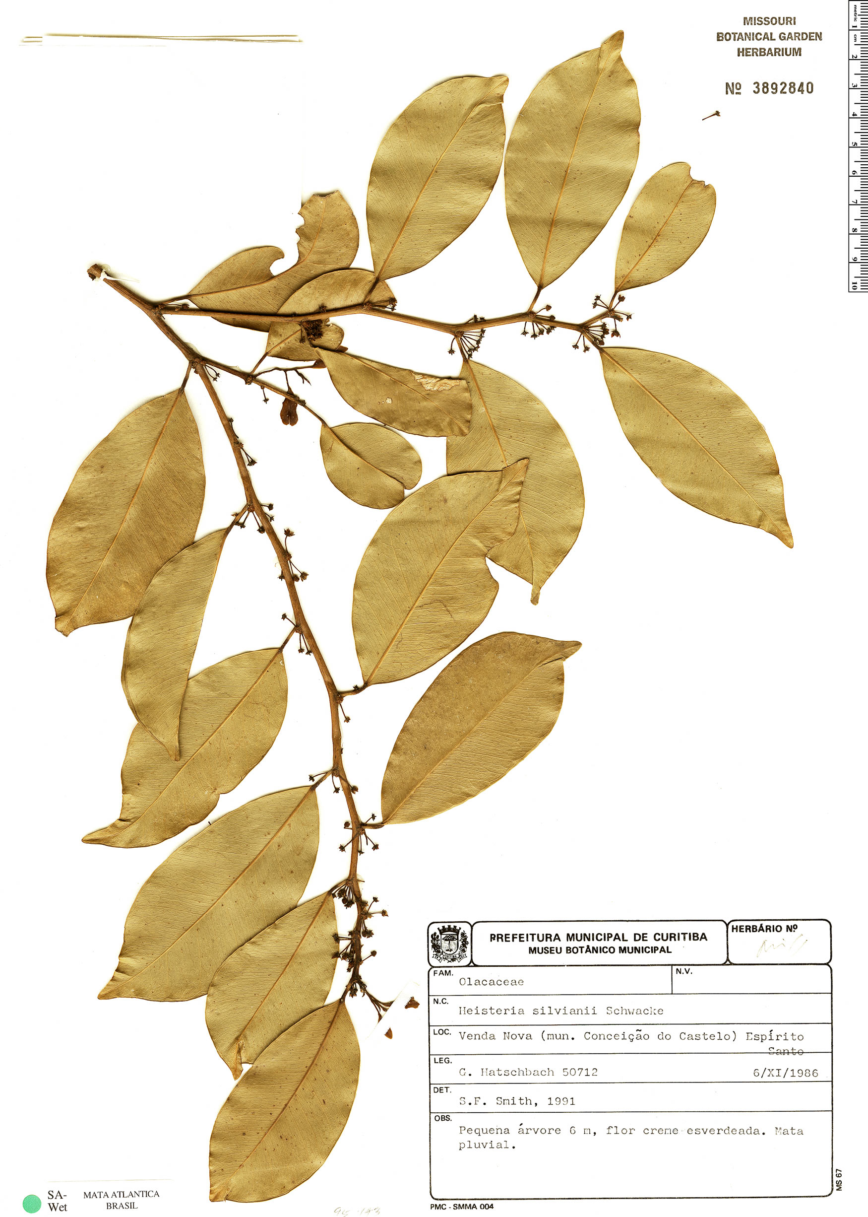 Heisteria silvianii | Rapid Reference | The Field Museum