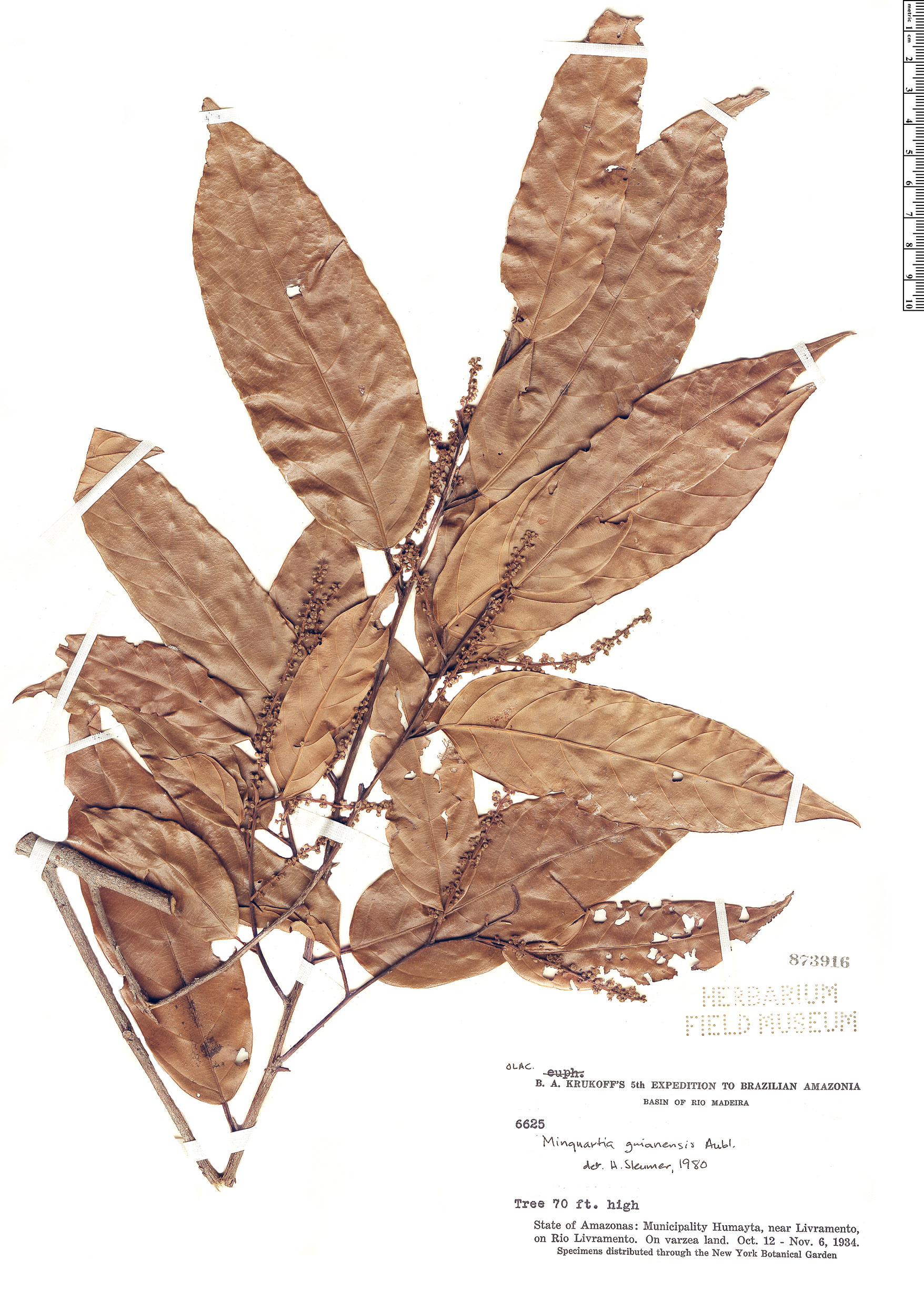 Minquartia guianensis | Herbário Rapid Reference | The Field Museum