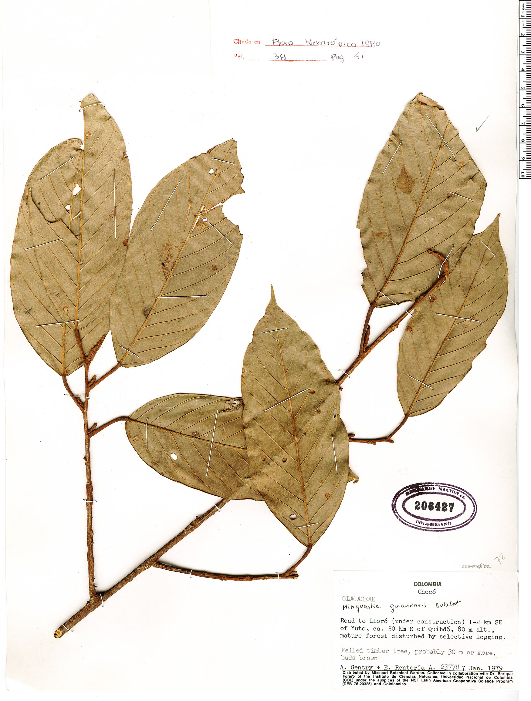 Minquartia guianensis | Rapid Reference | The Field Museum