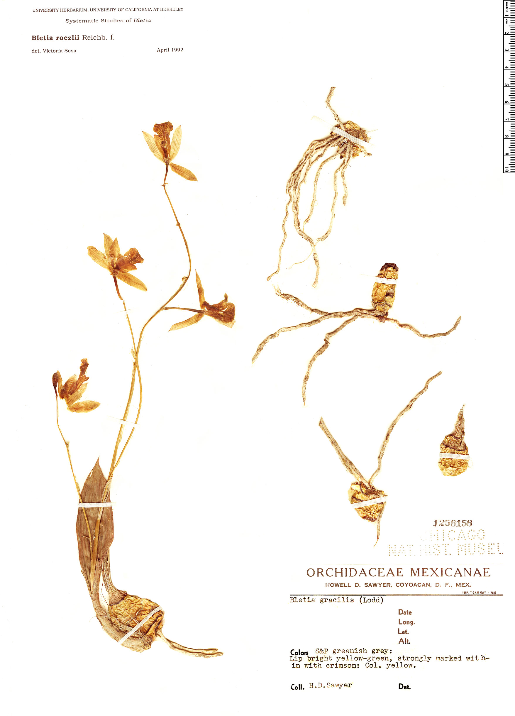 Bletia roezlii | Rapid Reference | The Field Museum