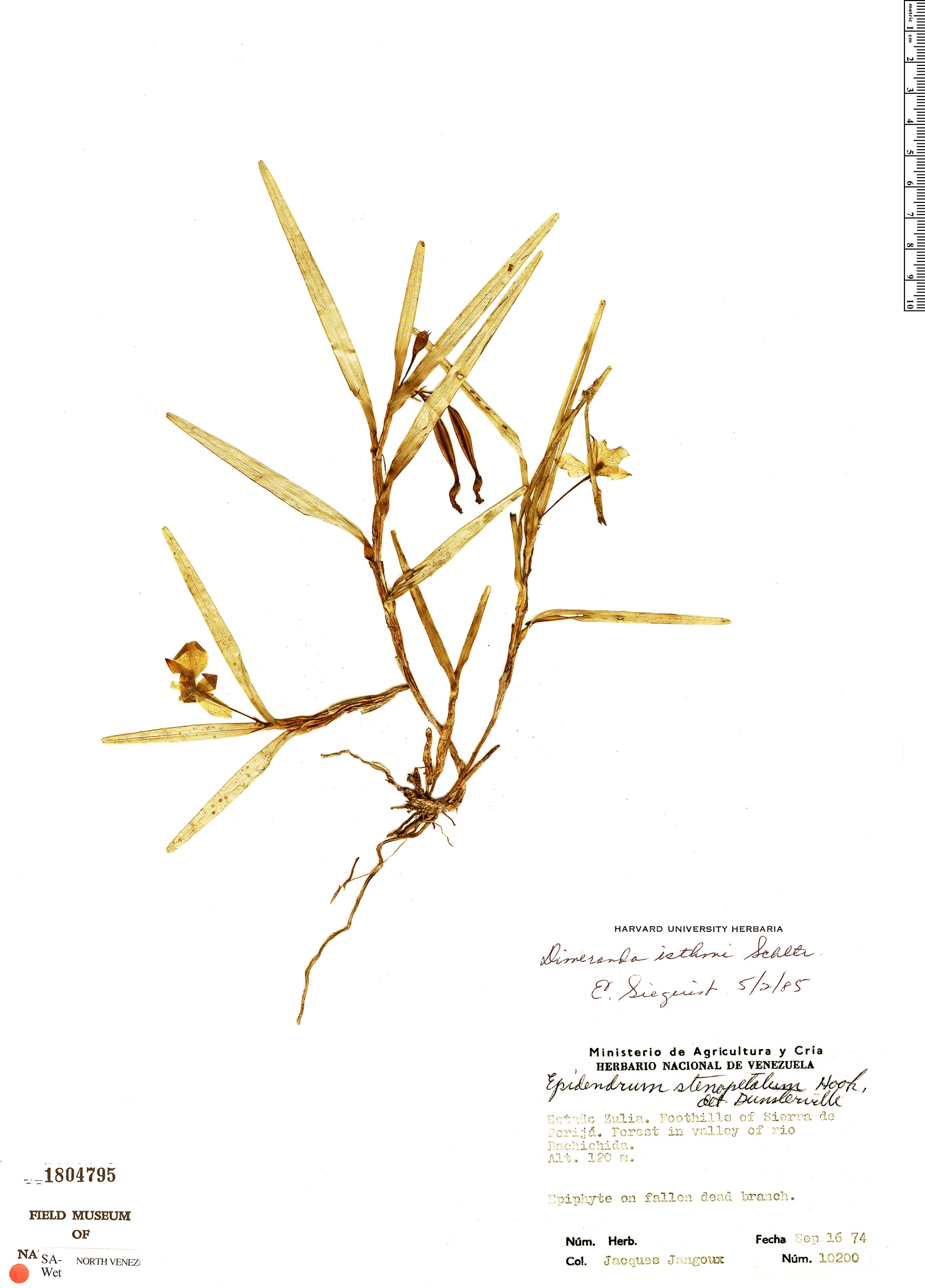 Dimerandra elegans | Herbário Rapid Reference | The Field Museum