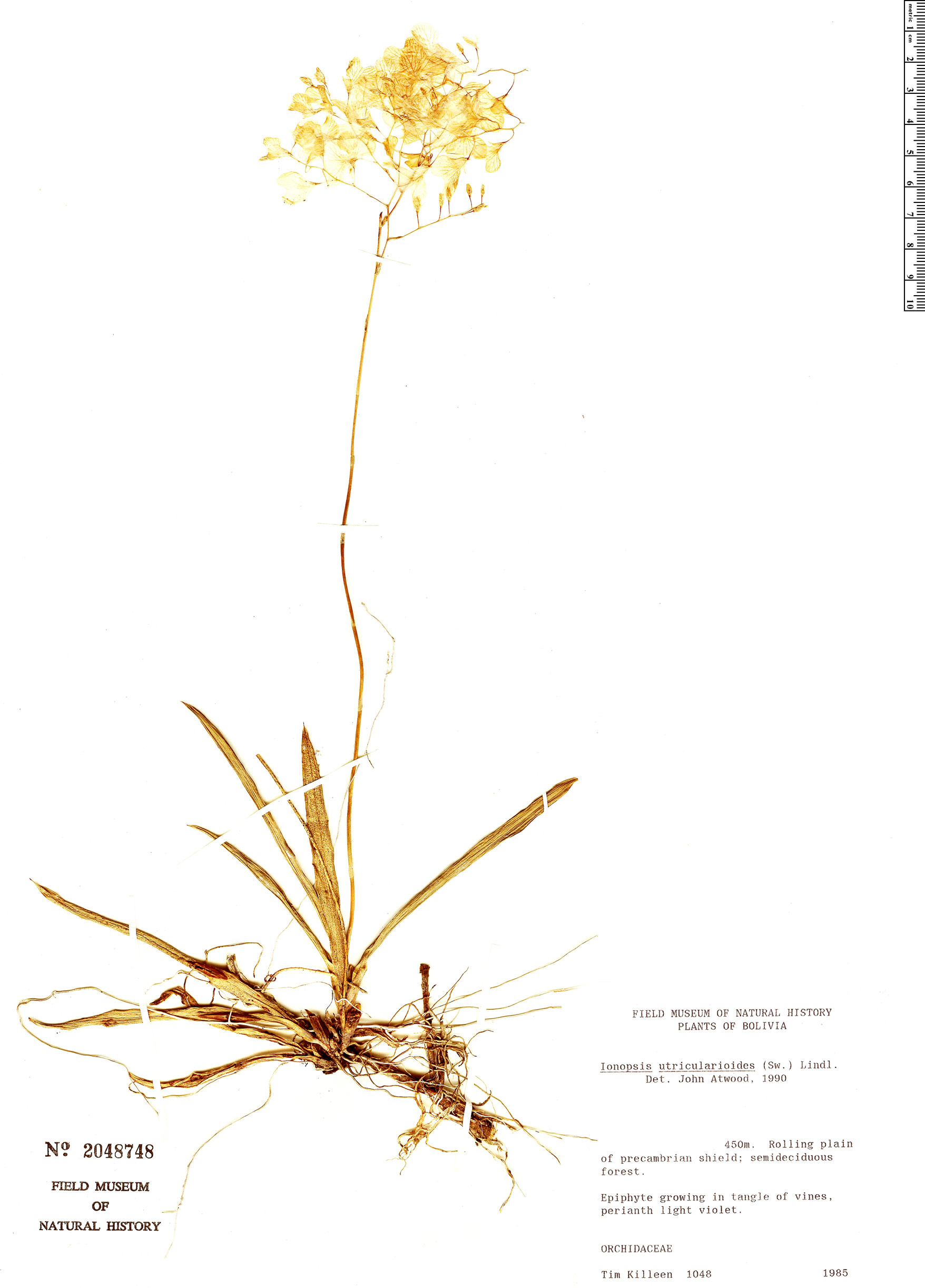 Ionopsis utricularioides | Rapid Reference | The Field Museum