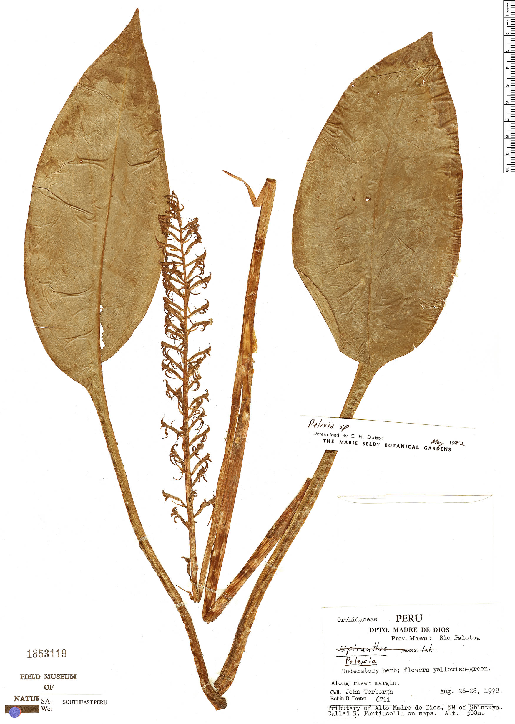 Pelexia | Rapid Reference | The Field Museum