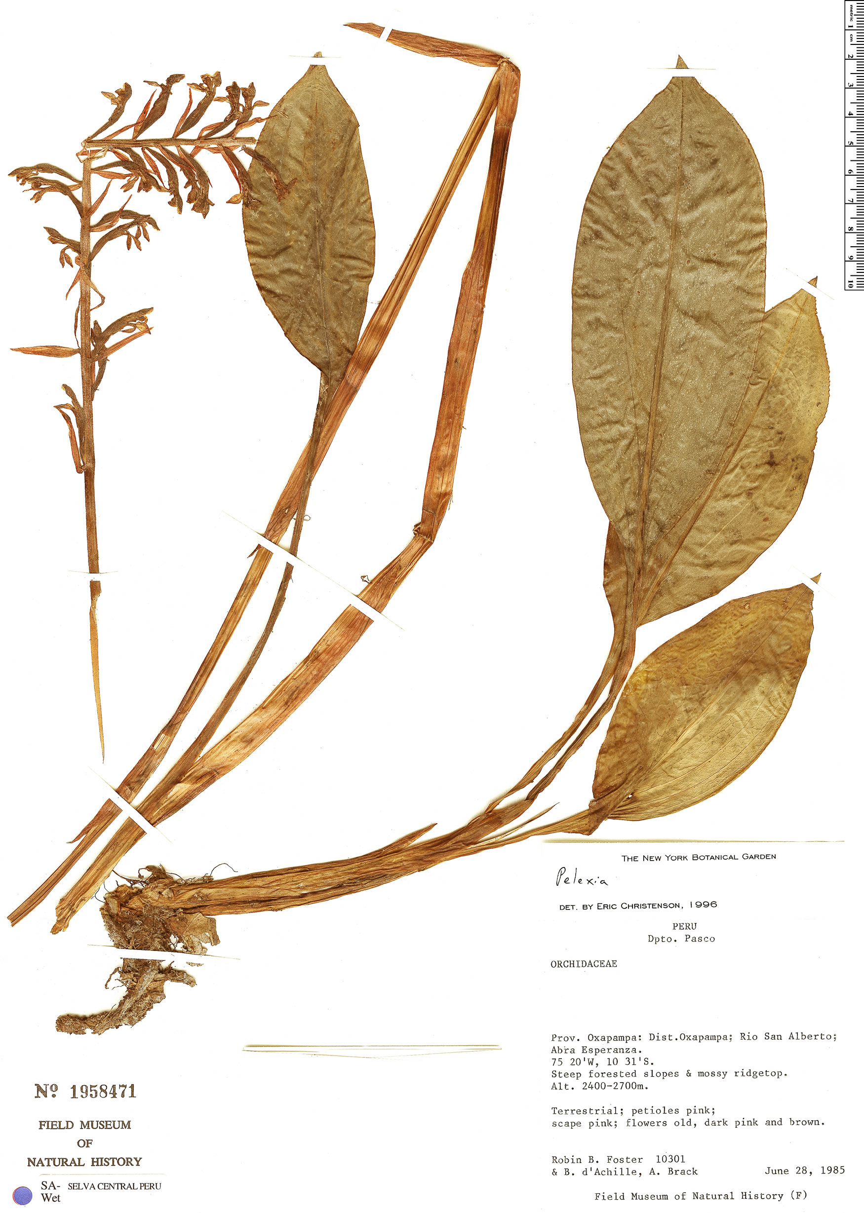 Pelexia | Herbário Rapid Reference | The Field Museum