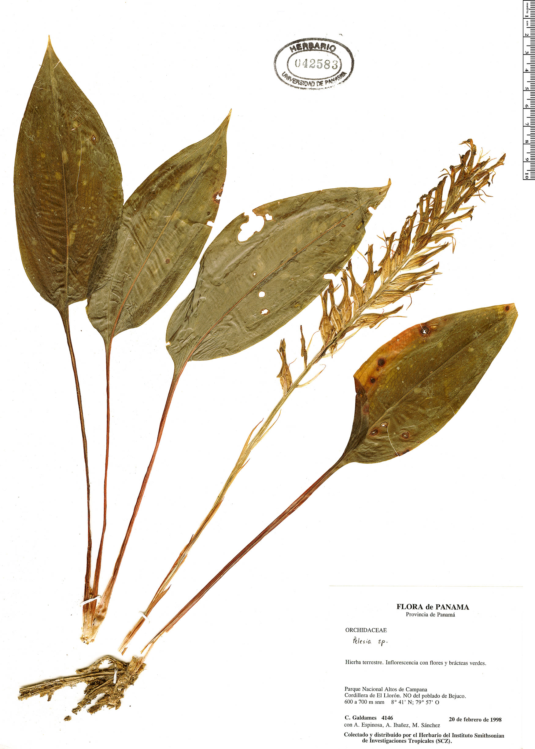 Pelexia | Rapid Reference | The Field Museum