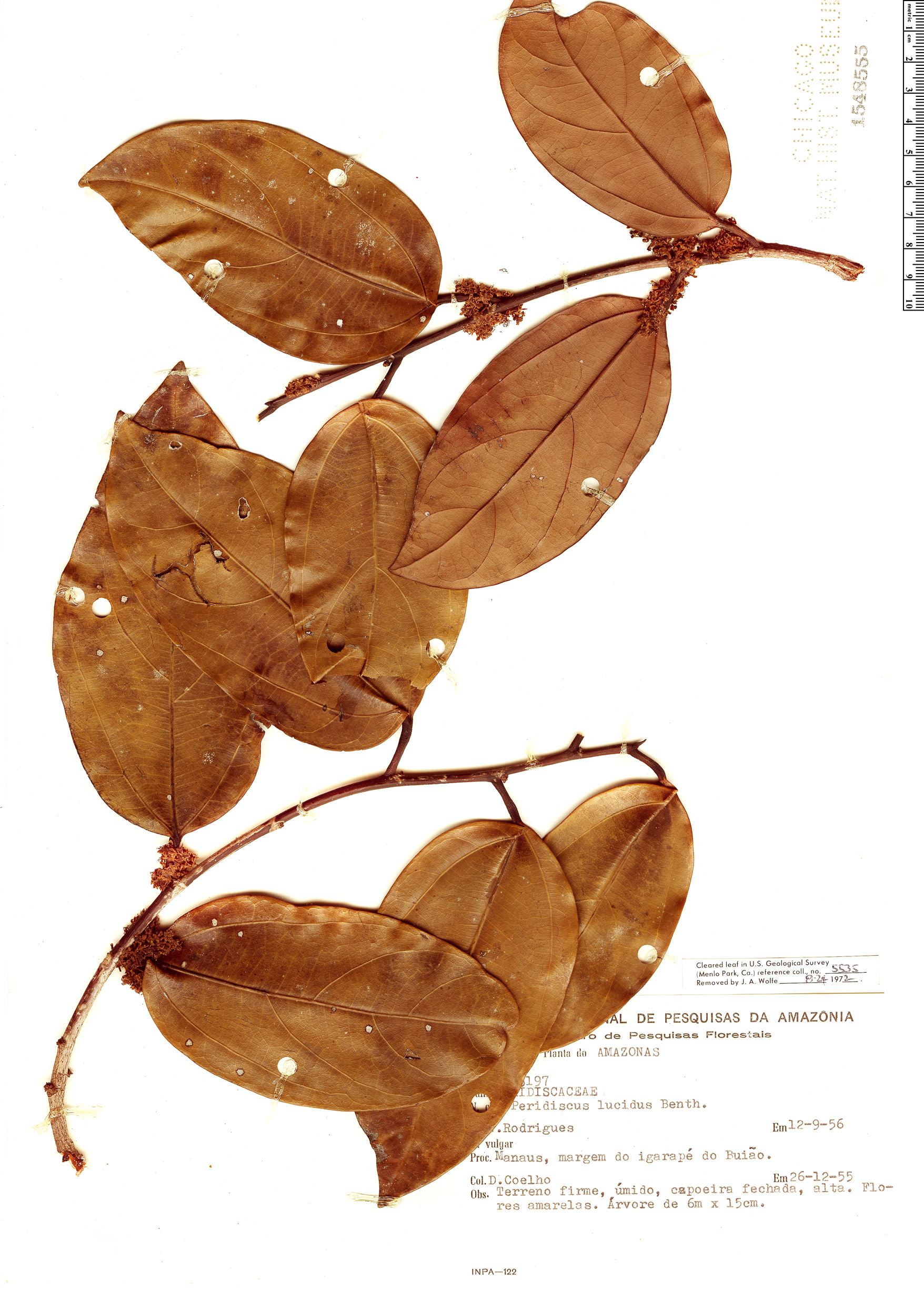 Peridiscus lucidus | Rapid Reference | The Field Museum