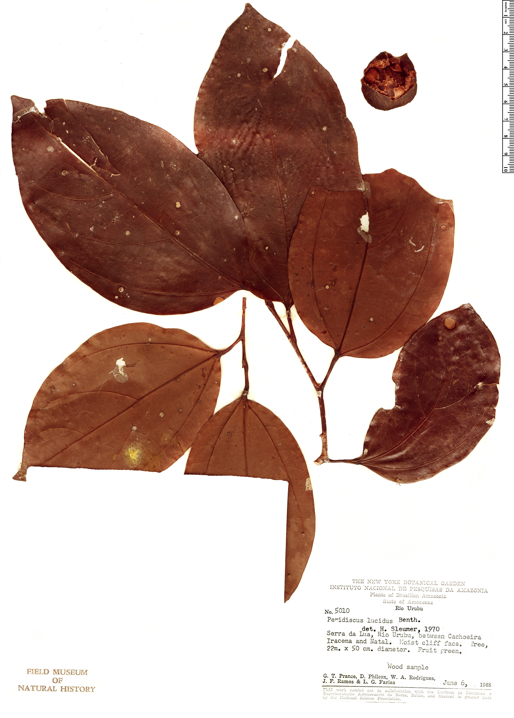 Peridiscus lucidus | Rapid Reference | The Field Museum