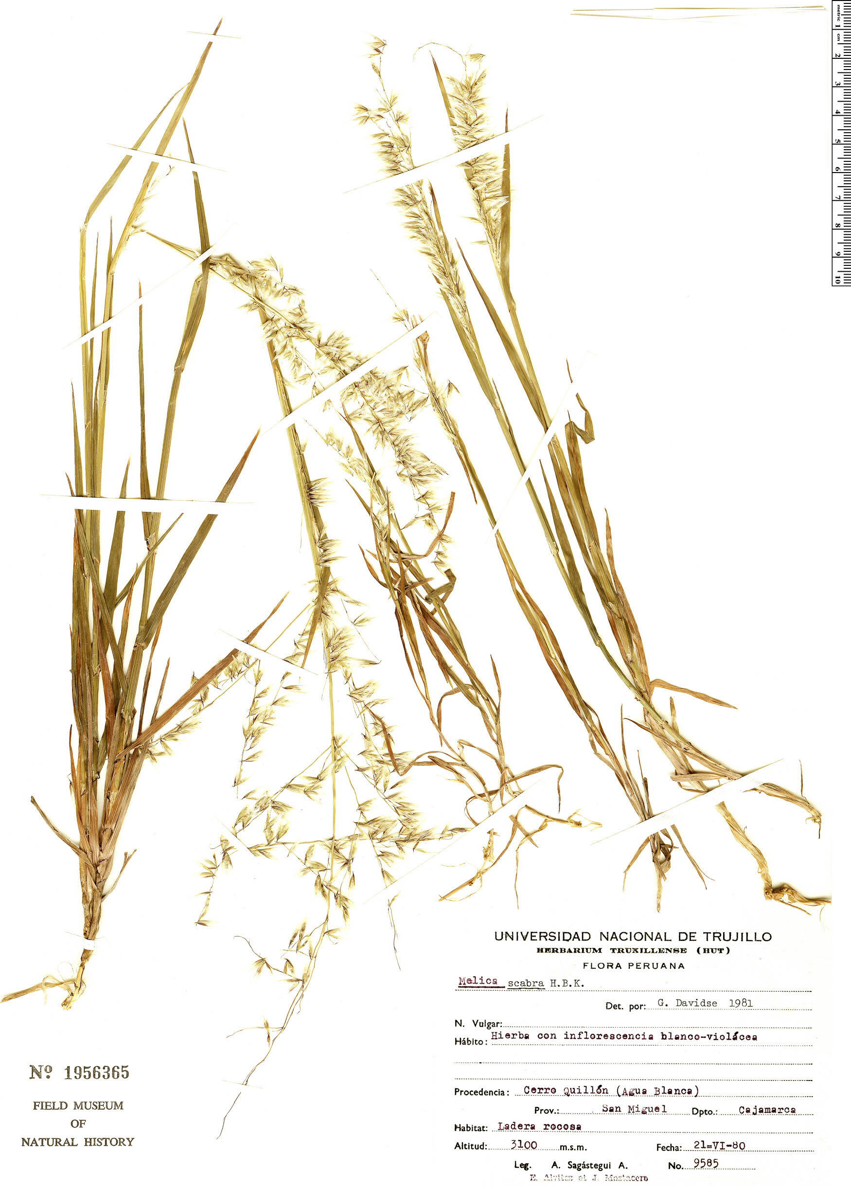 Melica scabra | Herbário Rapid Reference | The Field Museum