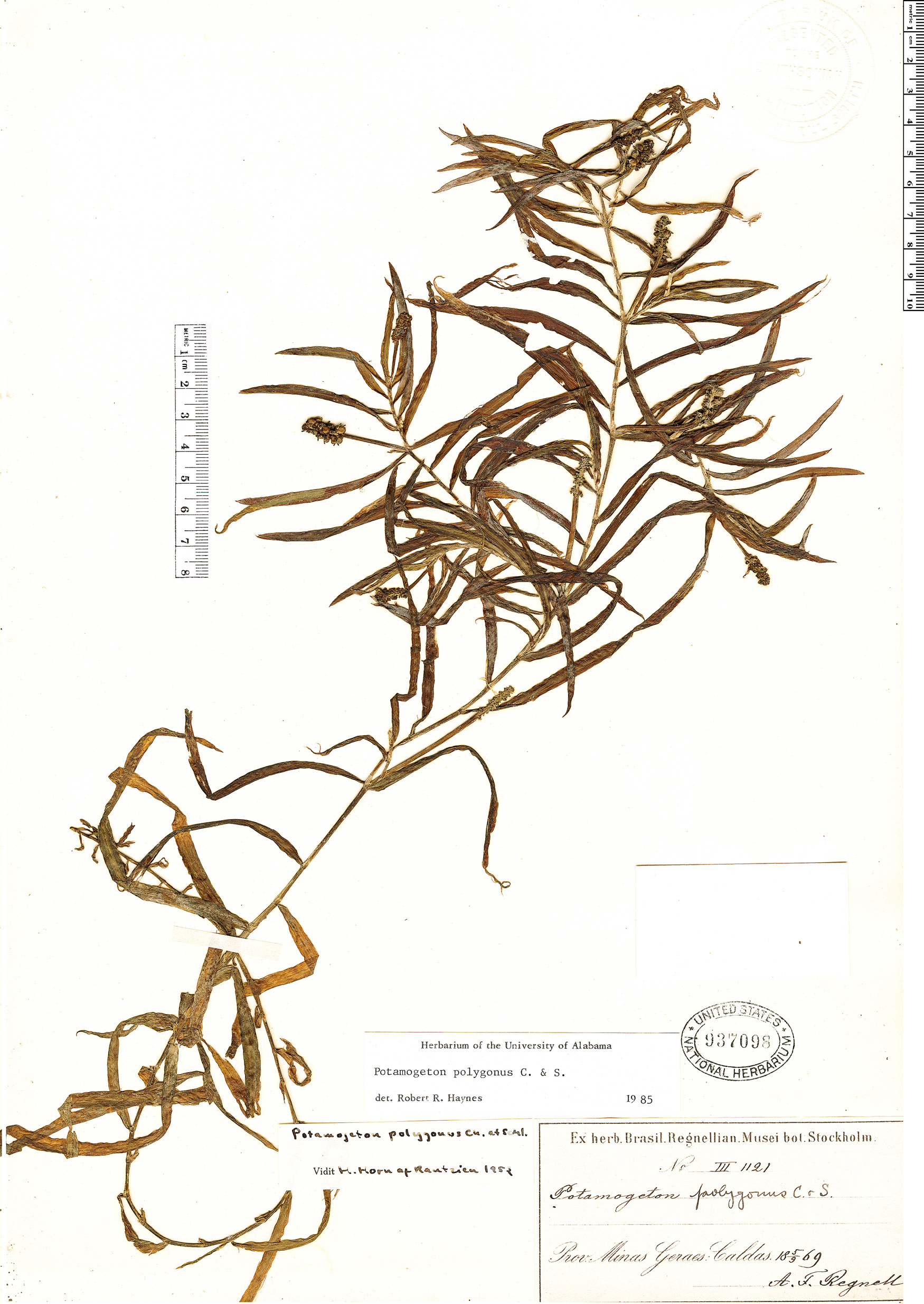 Potamogeton polygonus | Rapid Reference | The Field Museum