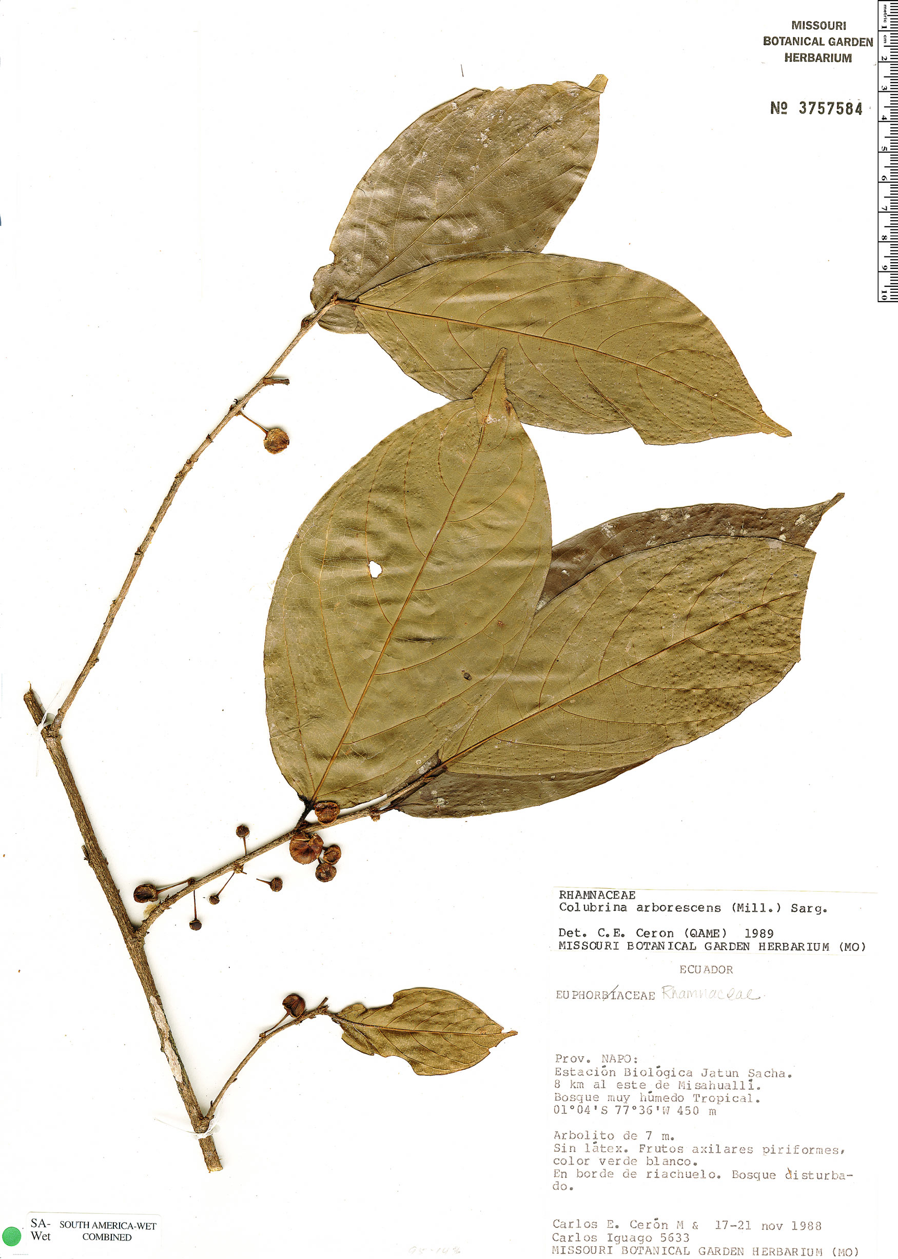 Colubrina amazonica | Rapid Reference | The Field Museum