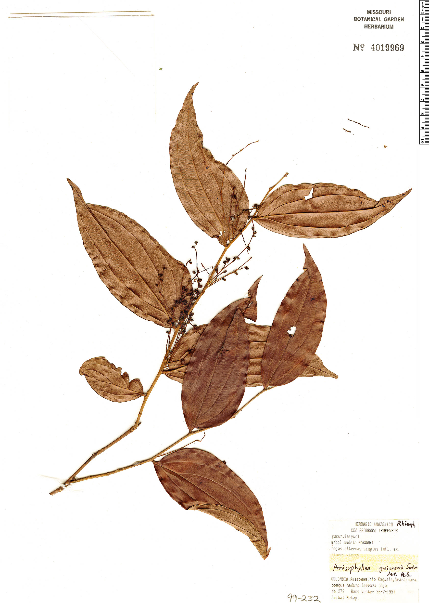 Anisophyllea manausensis | Rapid Reference | The Field Museum