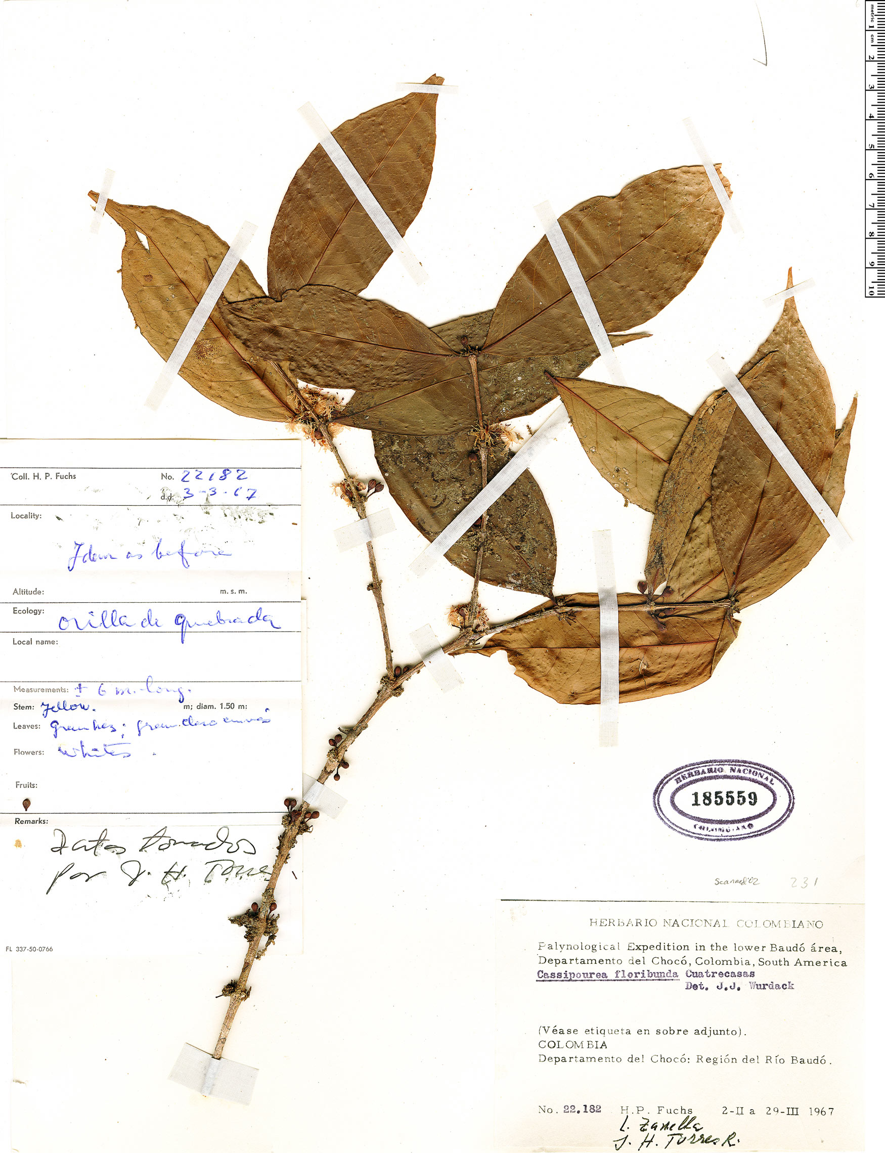 Cassipourea floribunda | Rapid Reference | The Field Museum