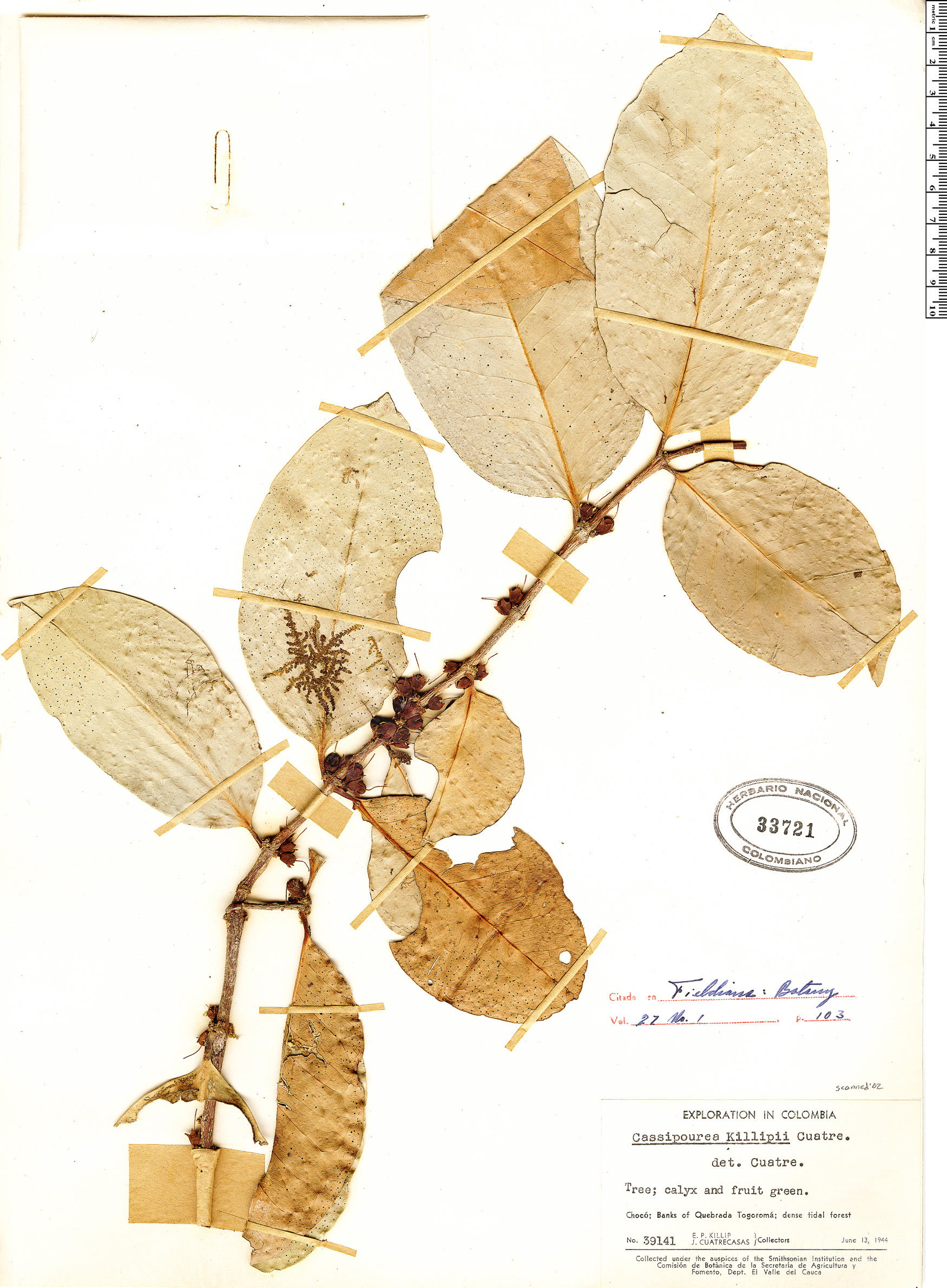 Cassipourea killipii | Rapid Reference | The Field Museum
