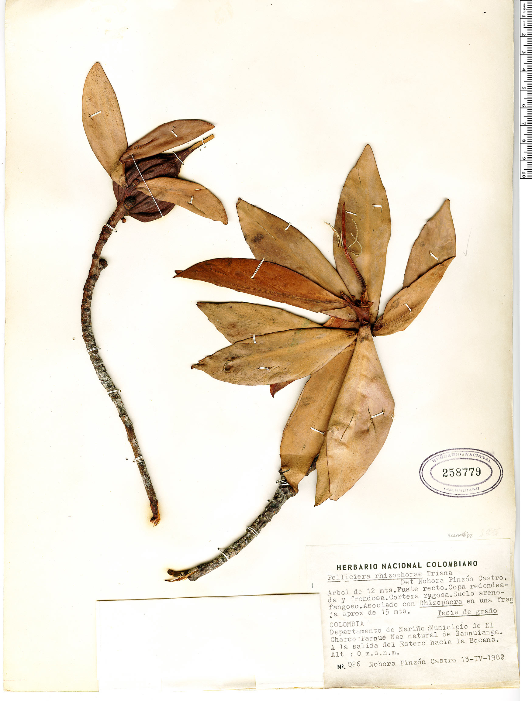 Pelliciera rhizophorae | Rapid Reference | The Field Museum