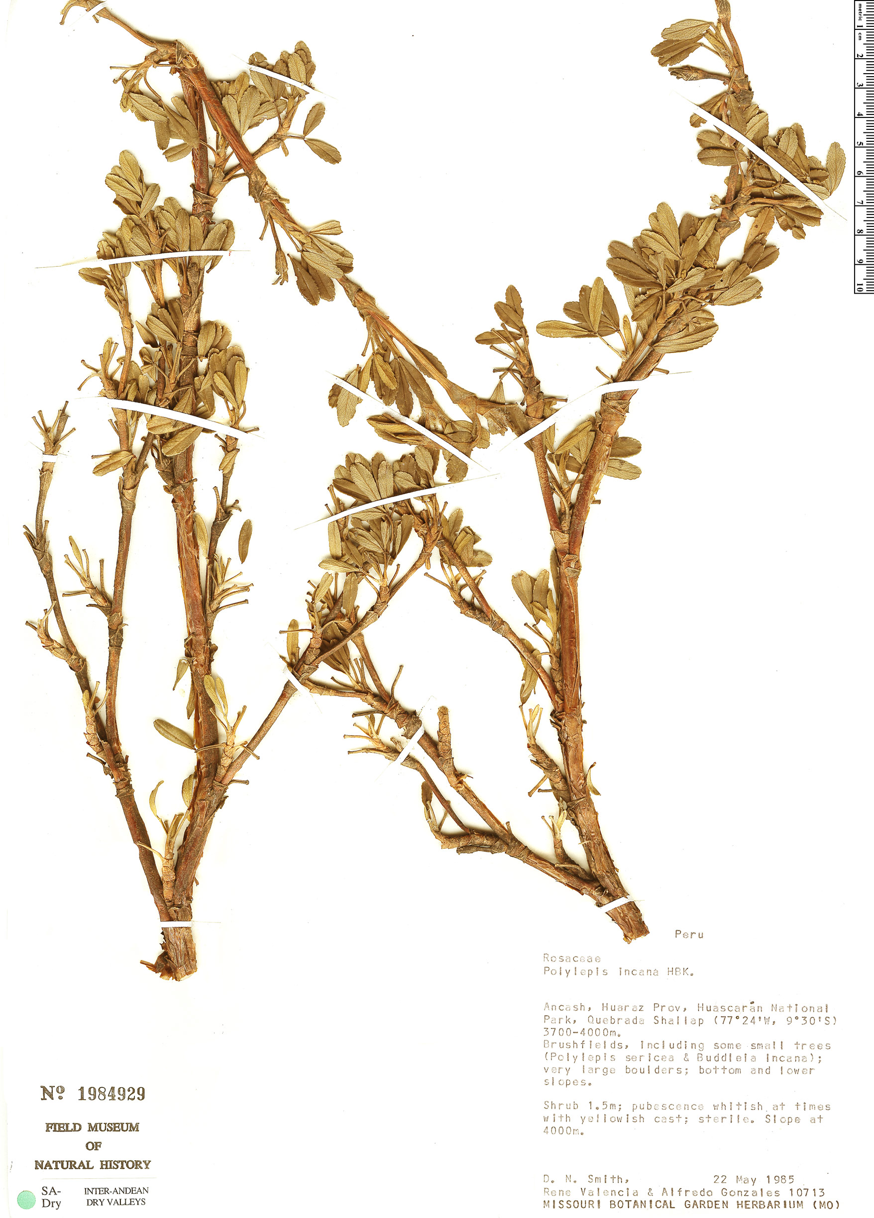 Polylepis incana | Herbário Rapid Reference | The Field Museum