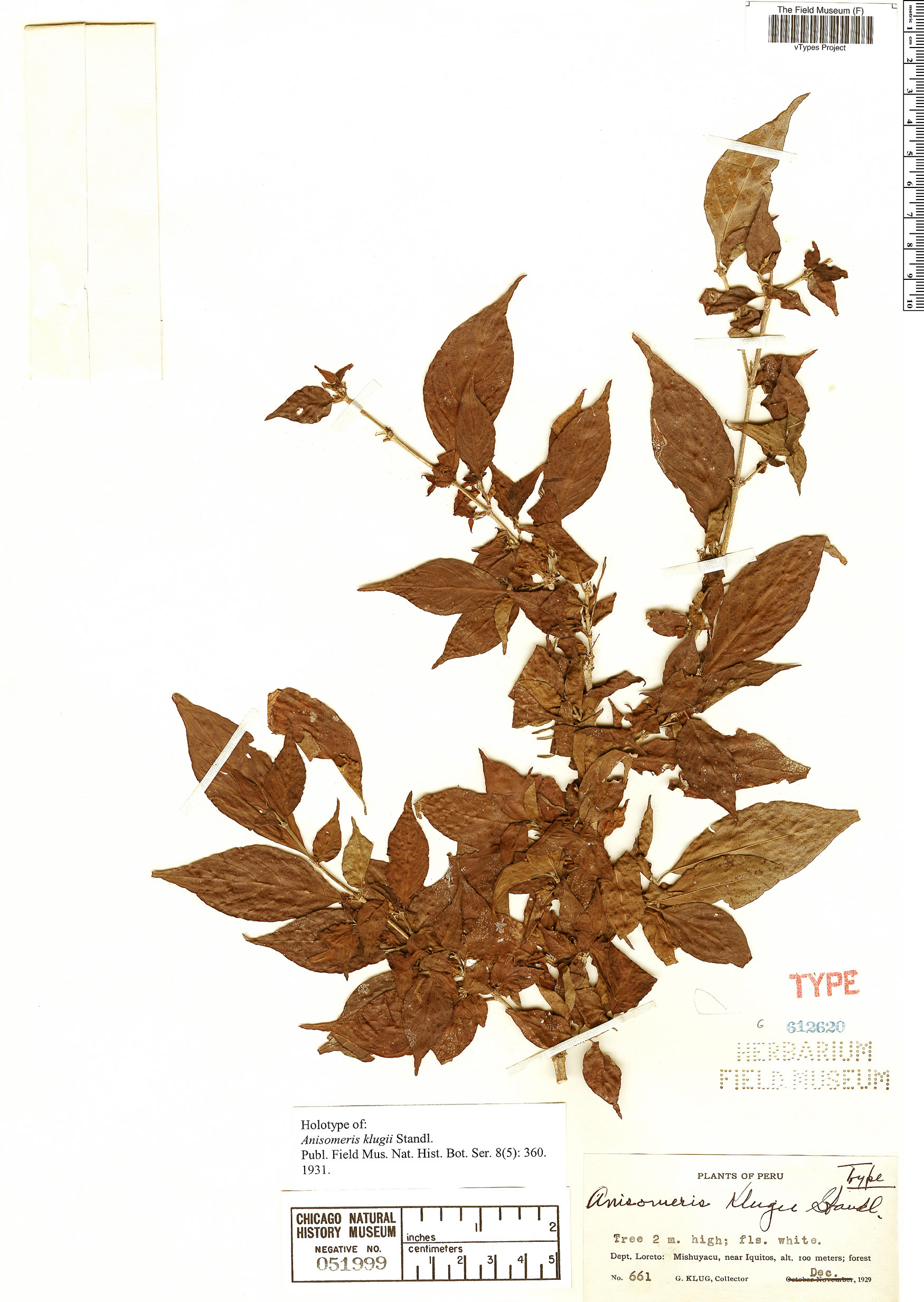 Chomelia klugii | Herbário Rapid Reference | The Field Museum