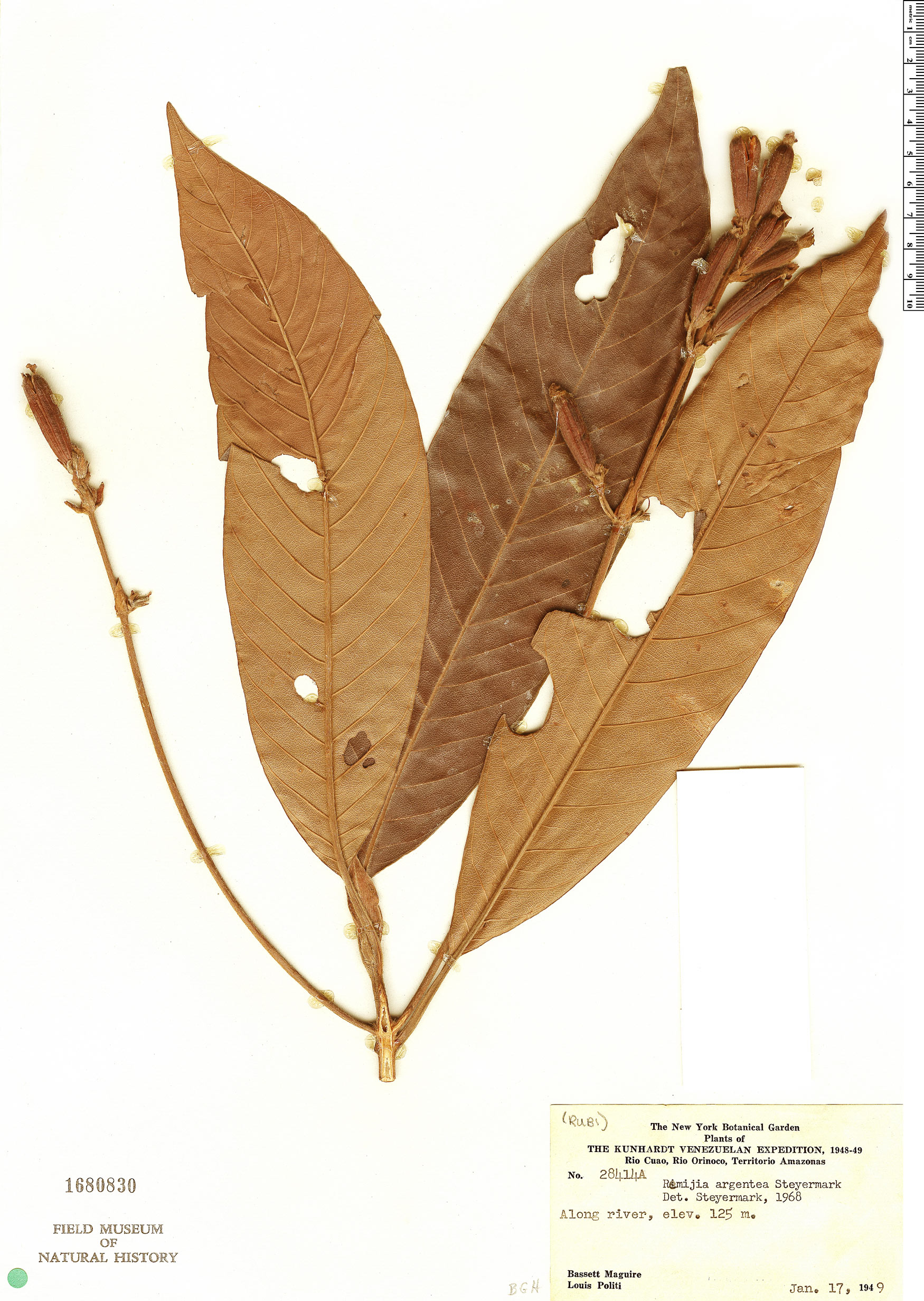 Remijia argentea | Herbário Rapid Reference | The Field Museum