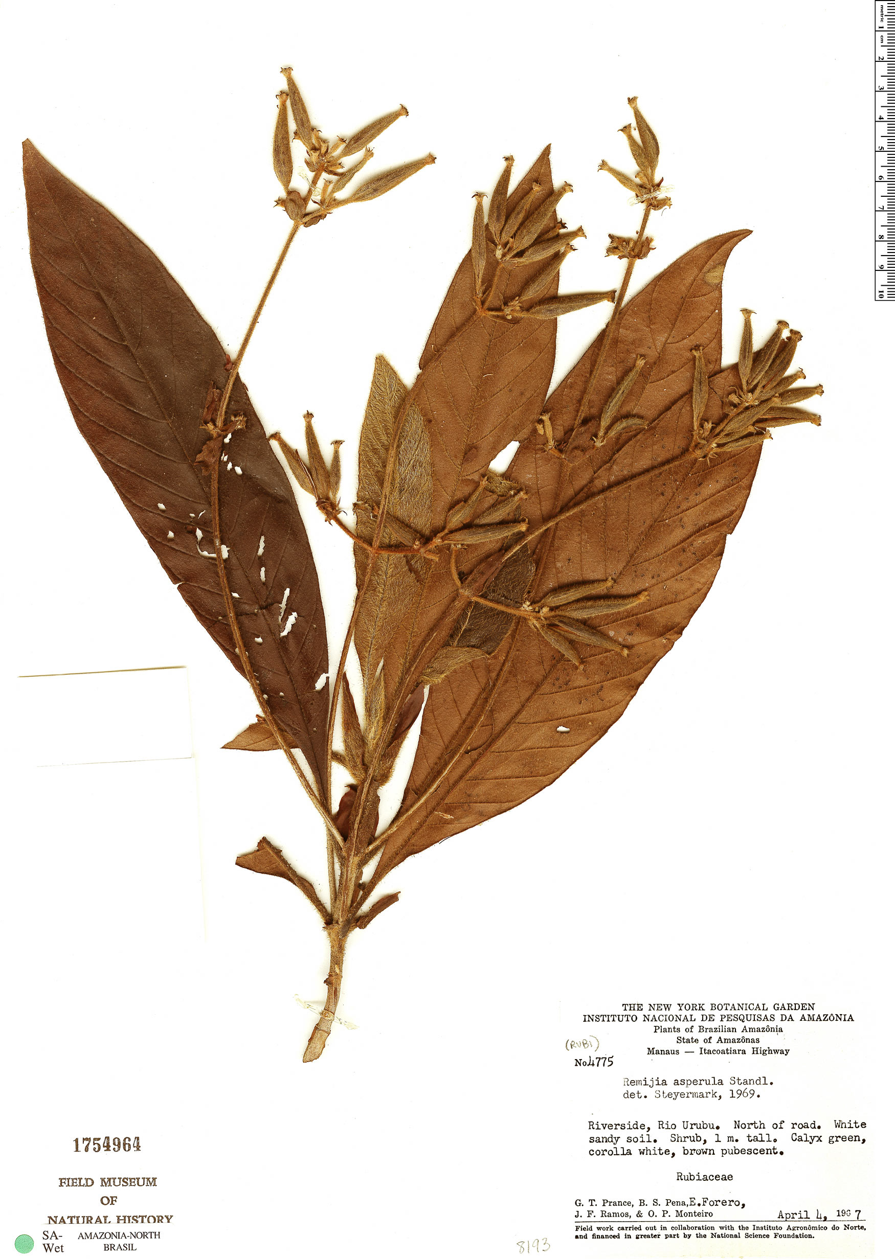 Remijia asperula | Rapid Reference | The Field Museum