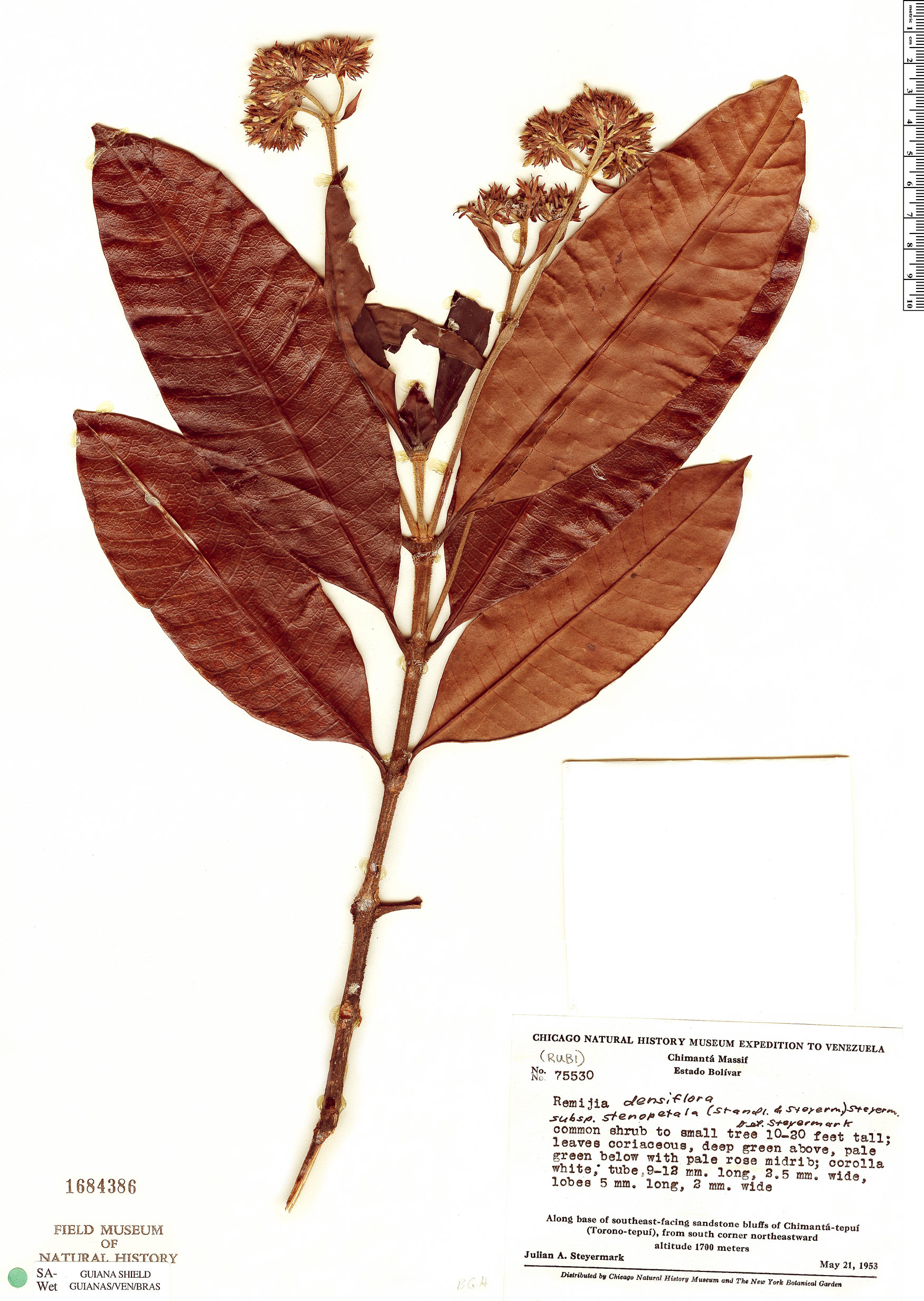 Remijia densiflora | Rapid Reference | The Field Museum