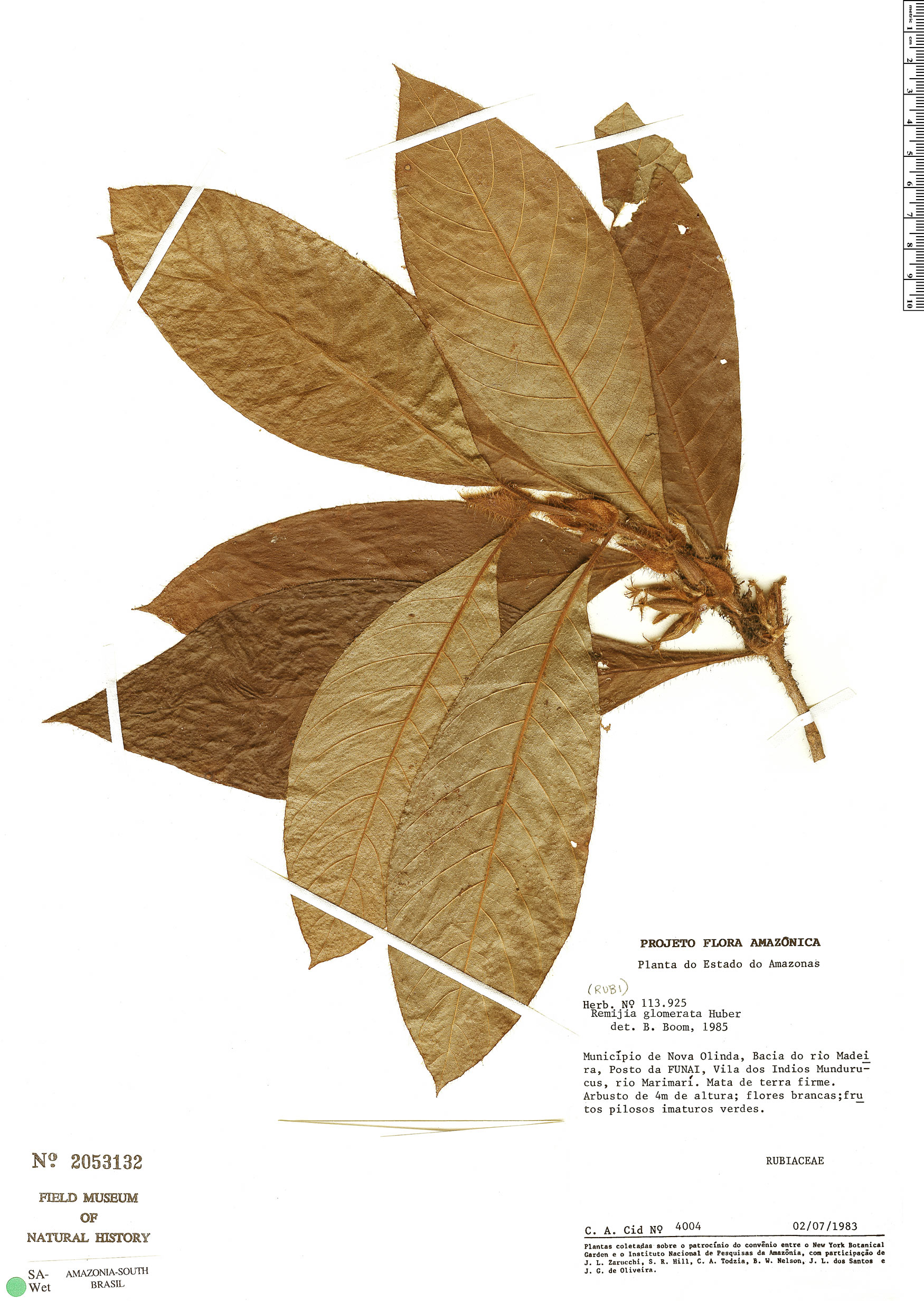 Remijia glomerata | Rapid Reference | The Field Museum