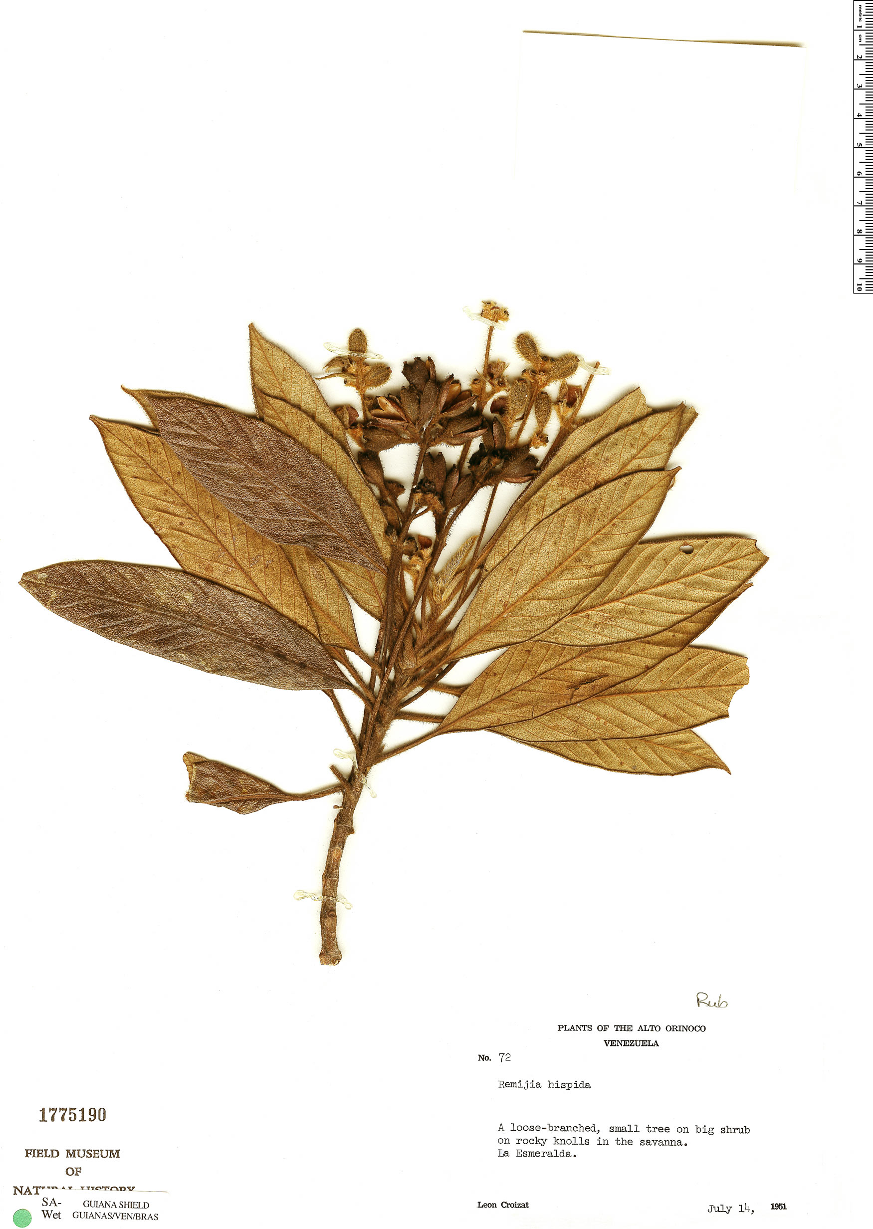 Remijia hispida | Herbário Rapid Reference | The Field Museum