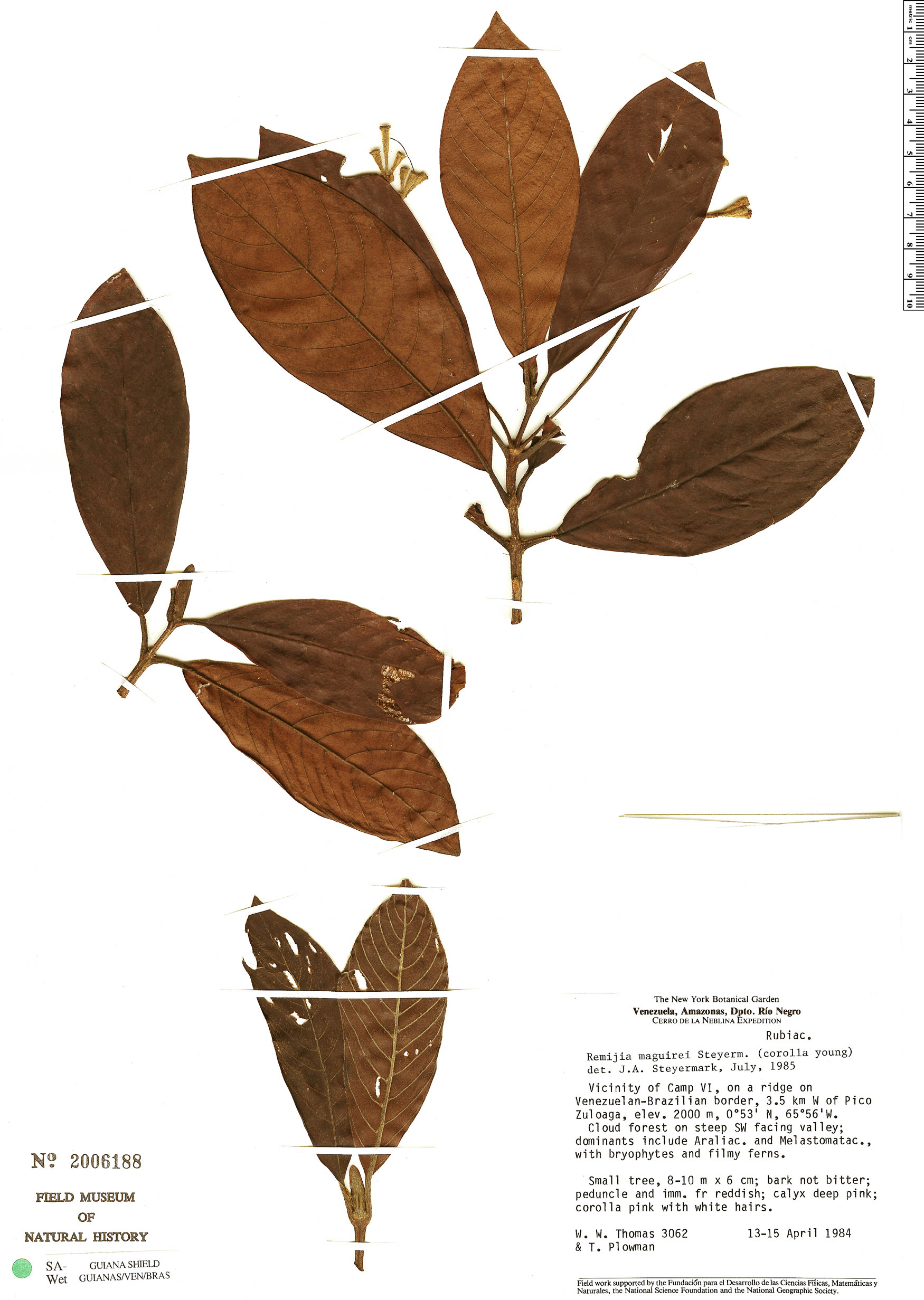 Remijia maguirei | Rapid Reference | The Field Museum