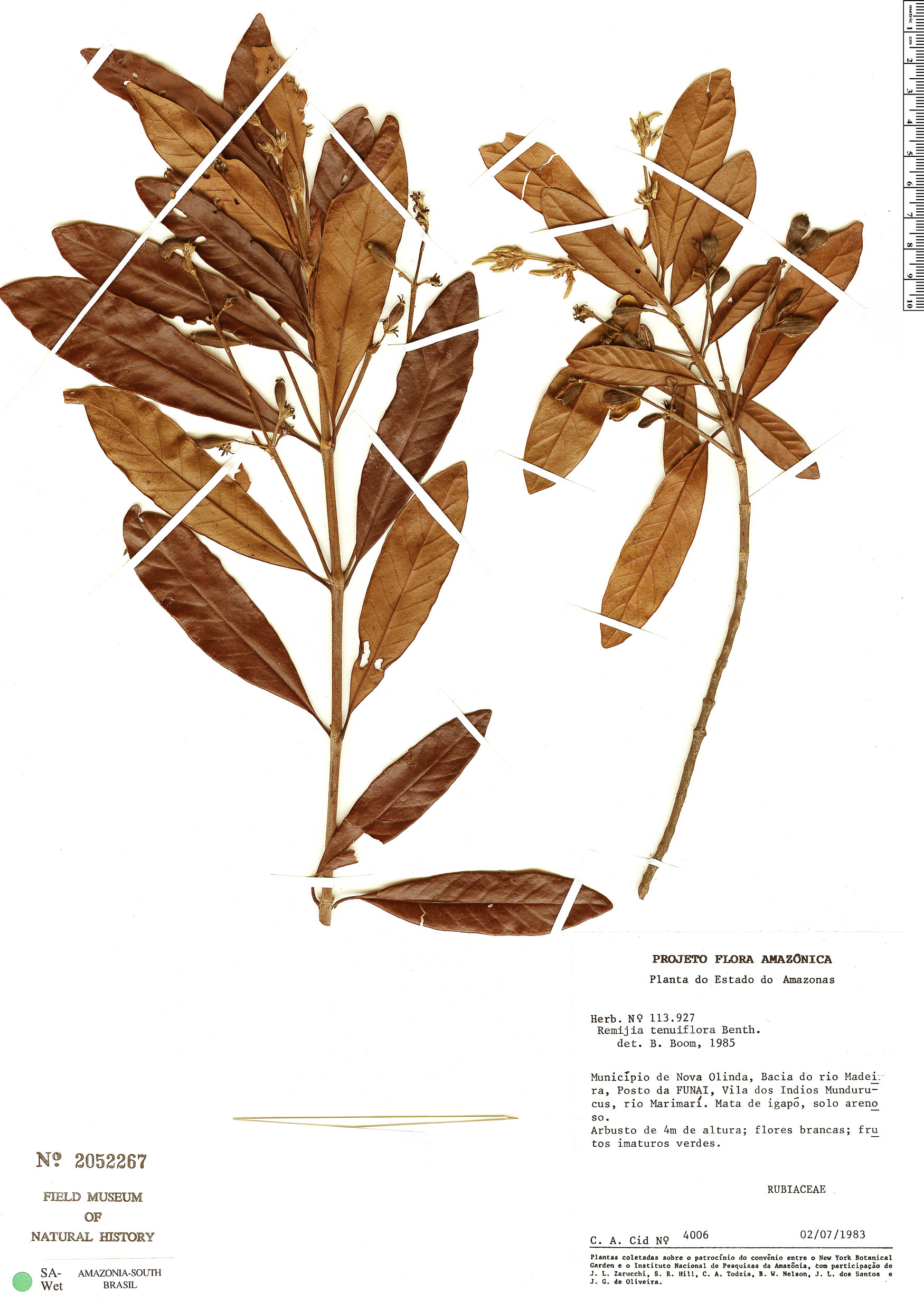 Remijia tenuiflora | Rapid Reference | The Field Museum