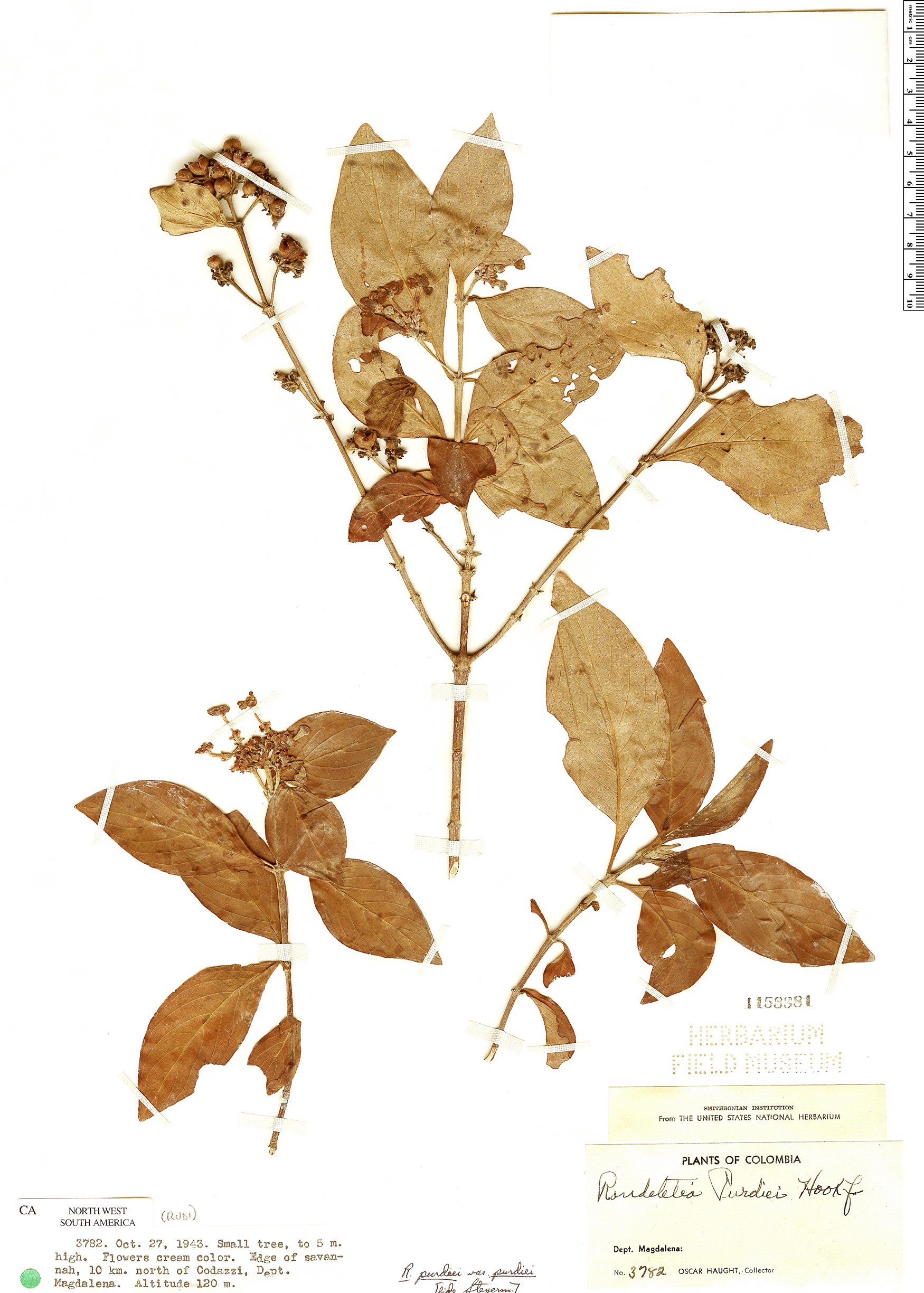 Rondeletia purdiei | Rapid Reference | The Field Museum