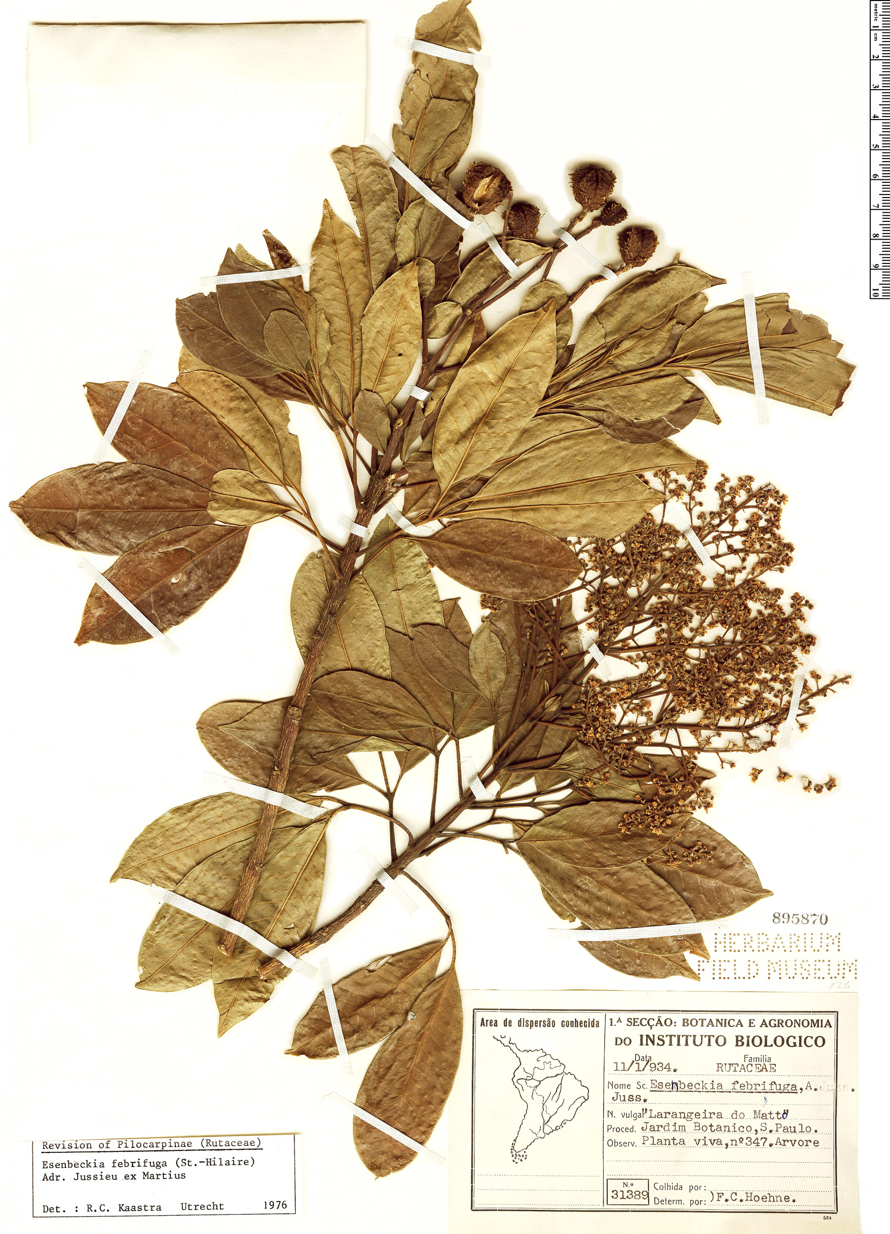 Esenbeckia febrifuga | Rapid Reference | The Field Museum