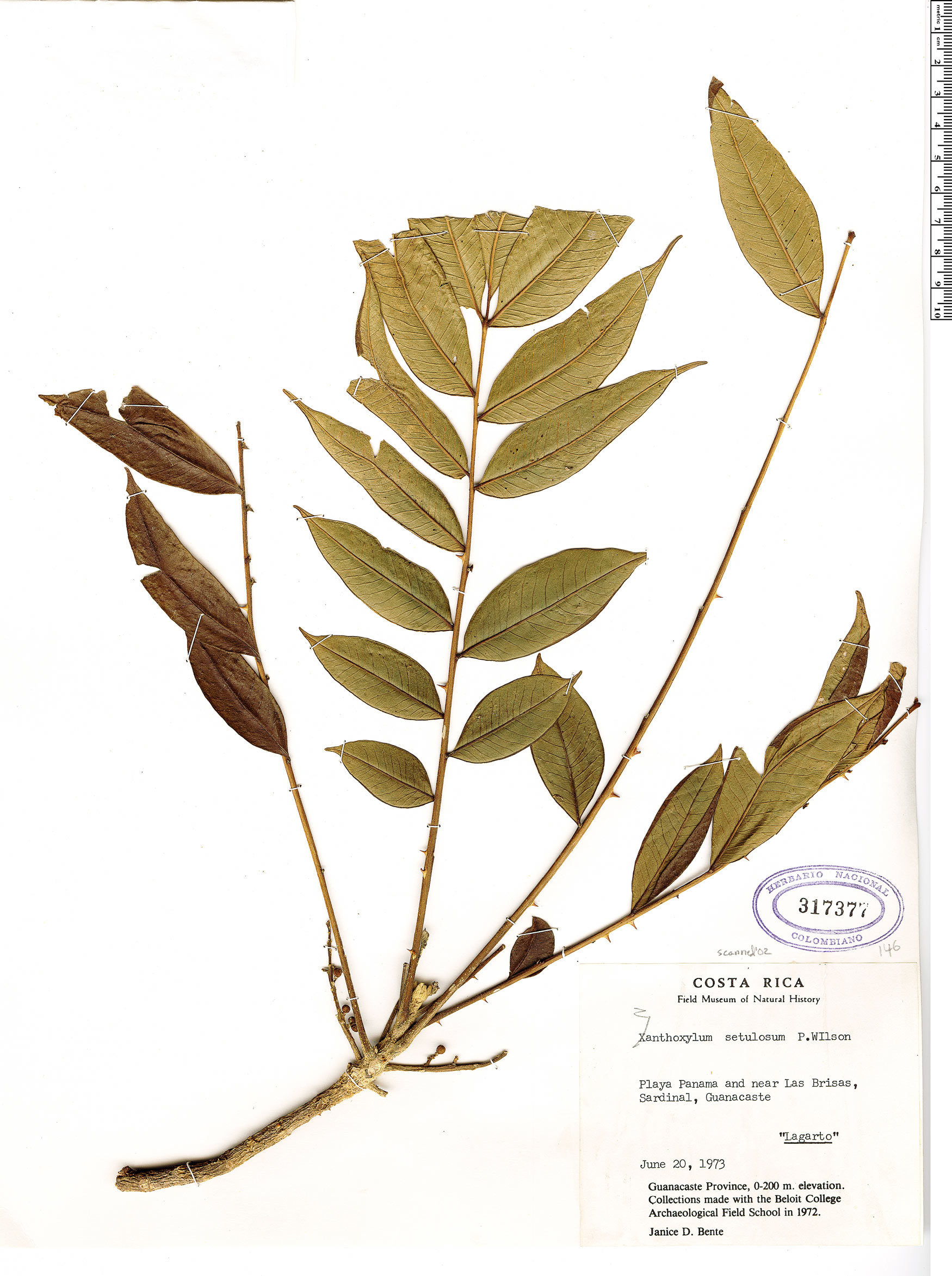 Zanthoxylum setulosum | Rapid Reference | The Field Museum