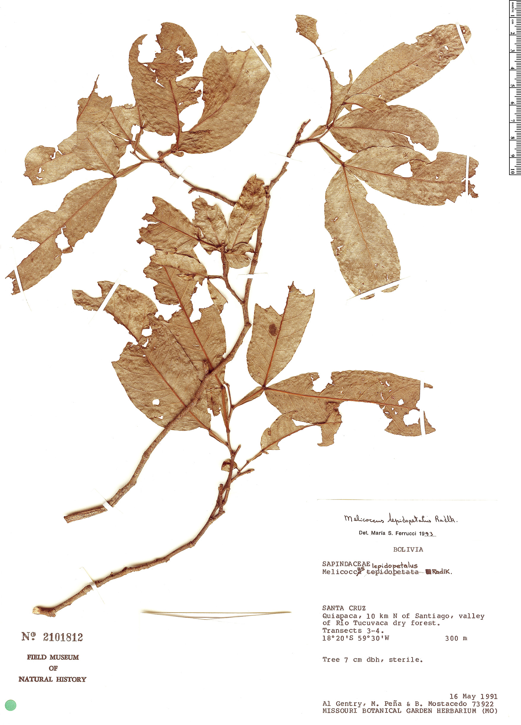 Melicoccus lepidopetalus | Herbário Rapid Reference | The Field Museum
