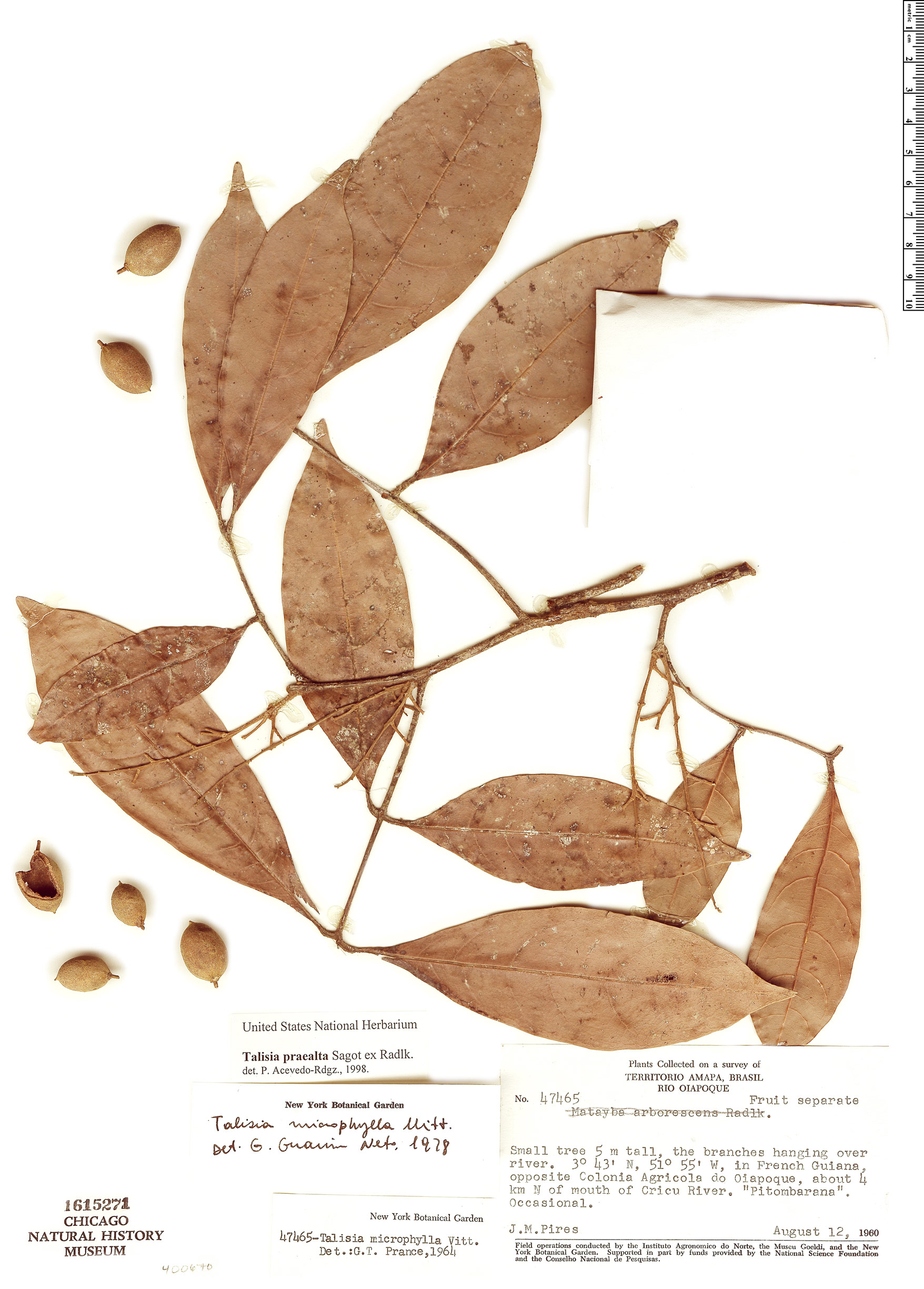 Talisia praealta | Herbário Rapid Reference | The Field Museum