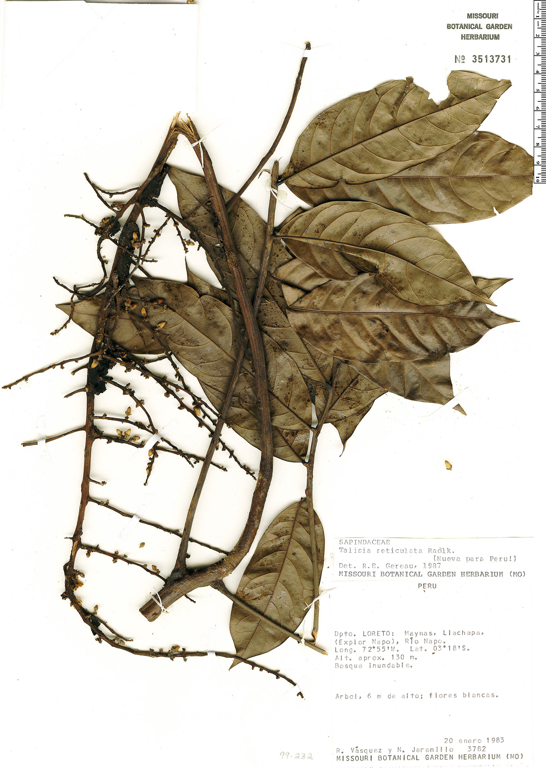 Talisia reticulata | Rapid Reference | The Field Museum