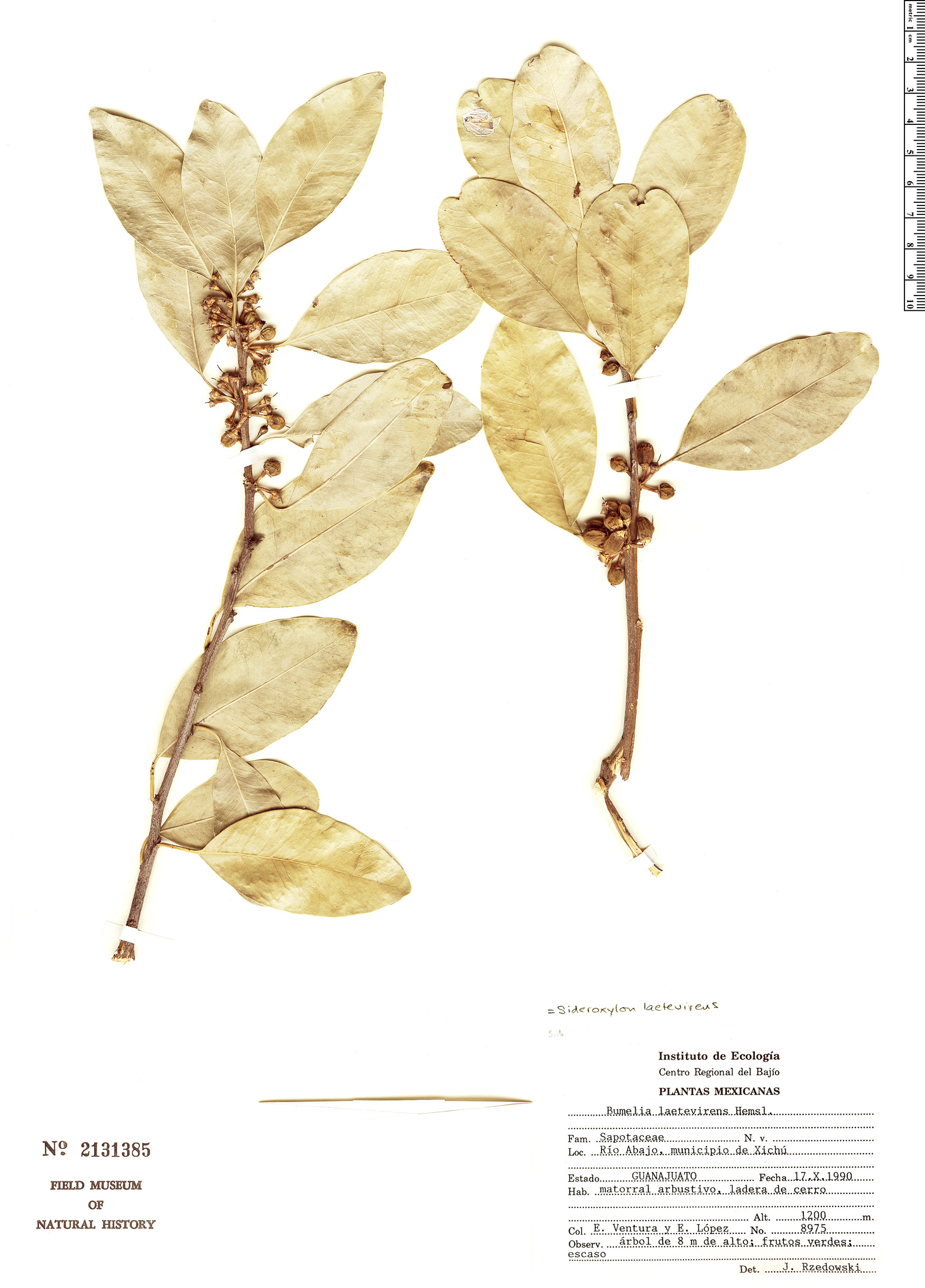 Sideroxylon palmeri | Herbário Rapid Reference | The Field Museum