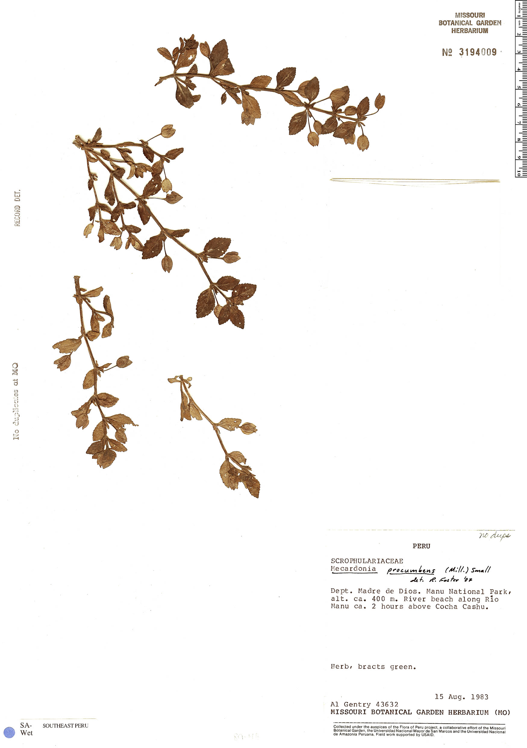 Mecardonia procumbens | Rapid Reference | The Field Museum