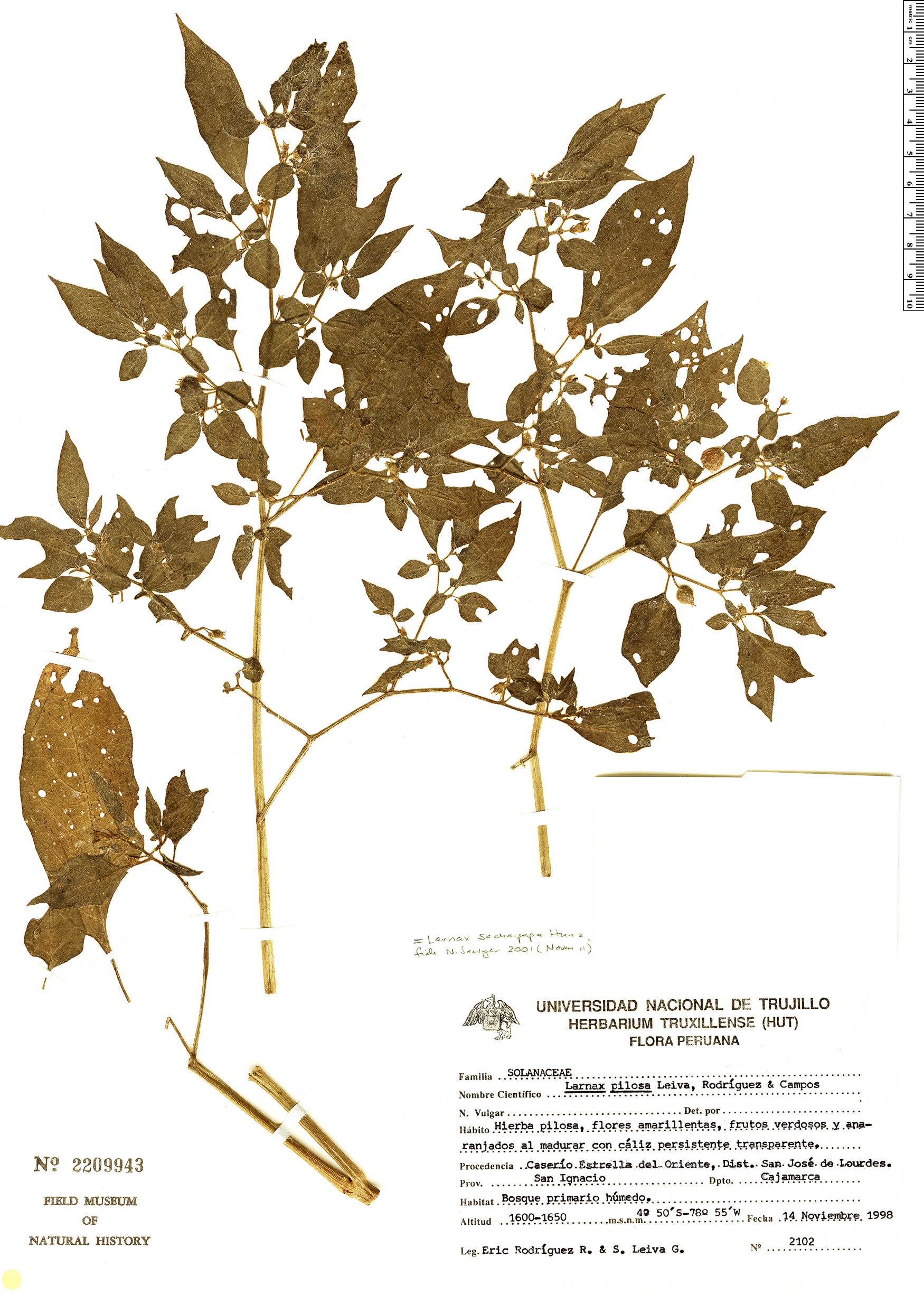 Deprea pilosa | Herbário Rapid Reference | The Field Museum