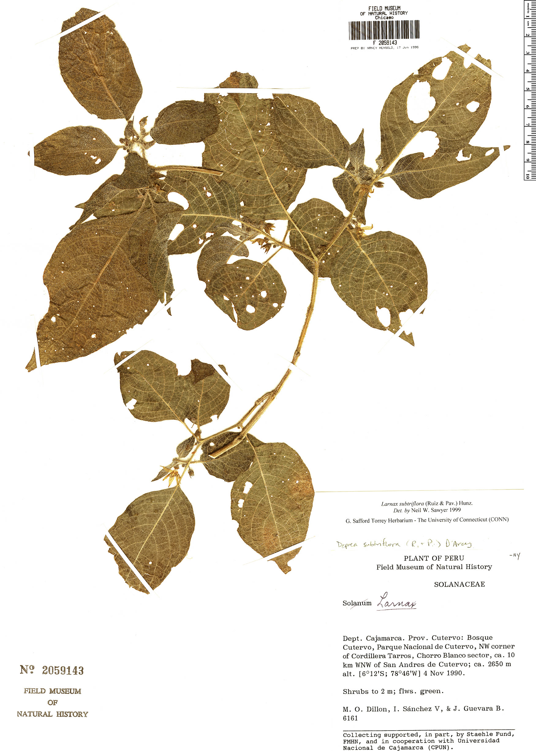 Deprea subtriflora | Herbário Rapid Reference | The Field Museum