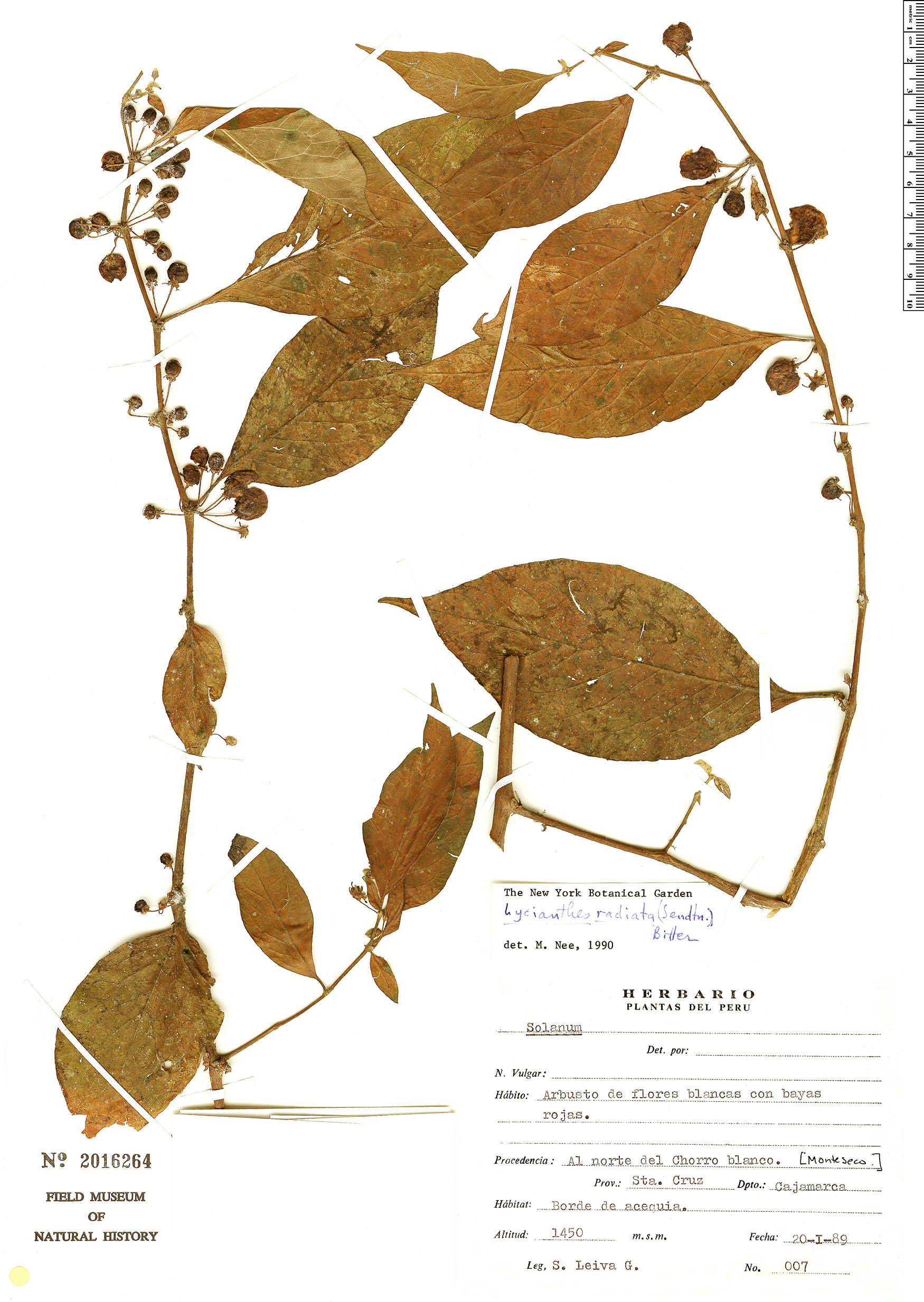 Lycianthes radiata | Herbário Rapid Reference | The Field Museum